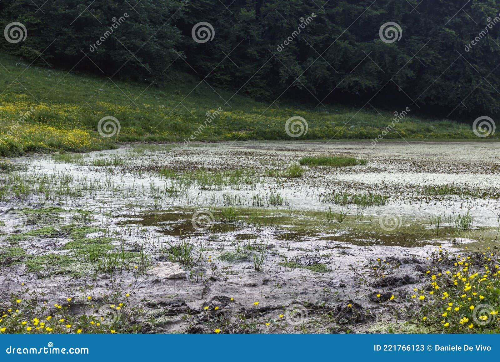 Puddle for watering cattle stock image. Image of grass - 221766123