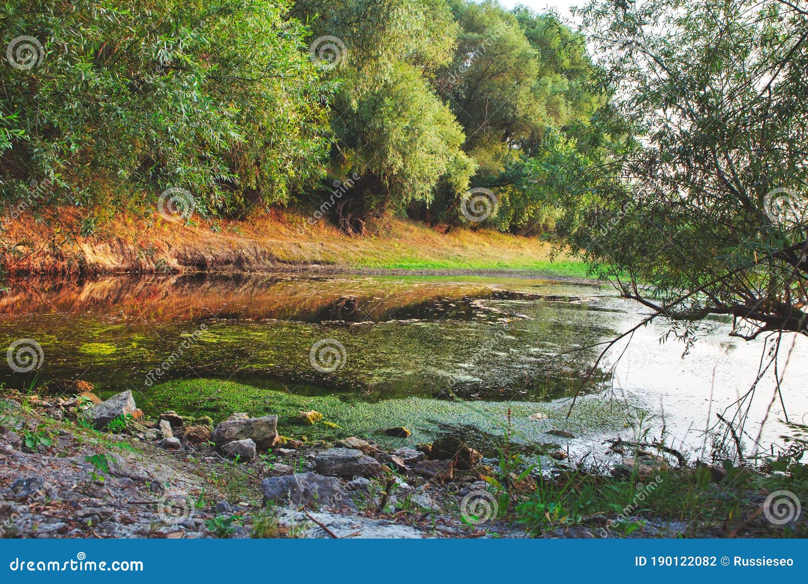 Puddle wilderness stock photo. Image of river, forest - 190122082