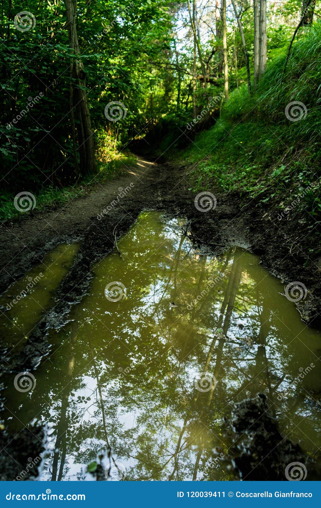 Puddle in the Woods with Reflections of the Trees and the Sky Stock ...