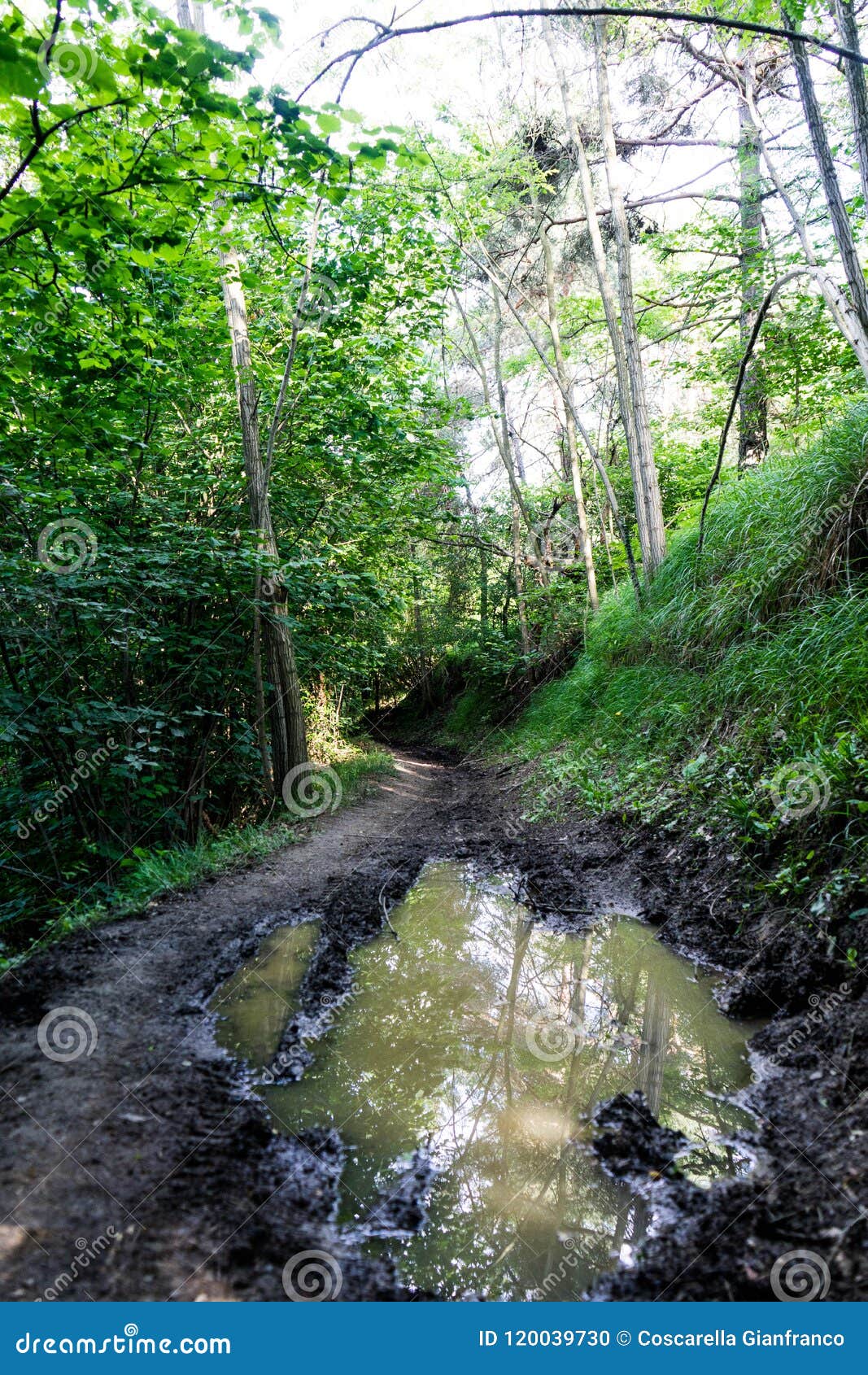 Puddle in the Woods with Reflections of the Trees and the Sky. Stock ...