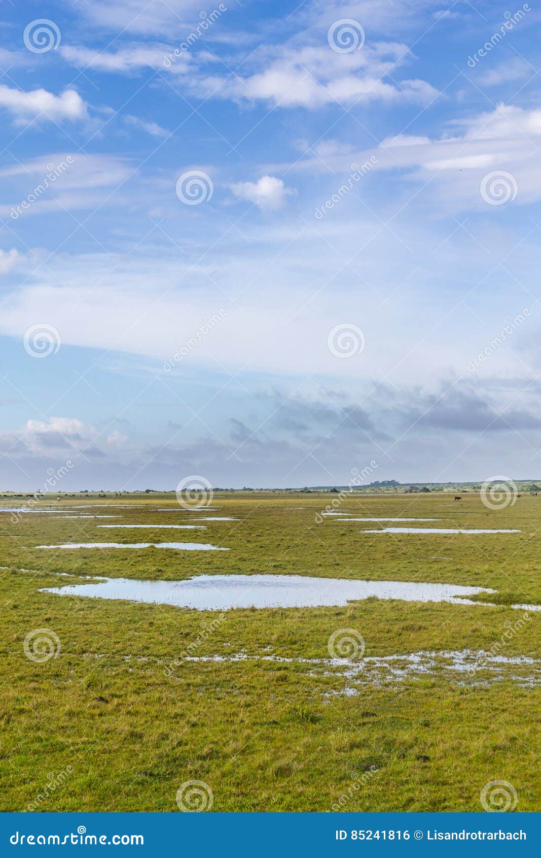 Puddles at farm stock photo. Image of lagoa, tavares - 85241816