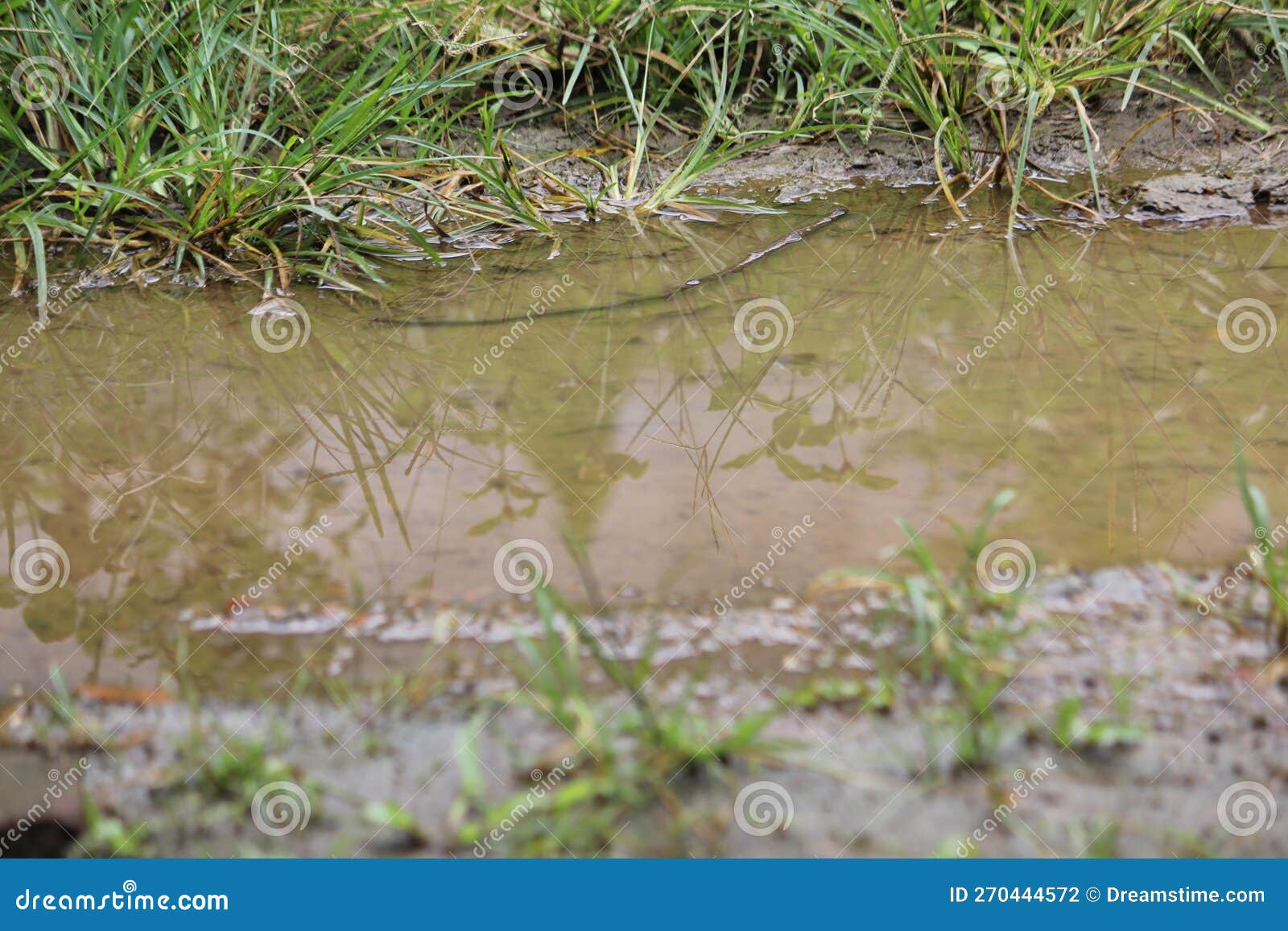 Puddles on the Ground after Rain Stock Photo - Image of grass, fishpond ...