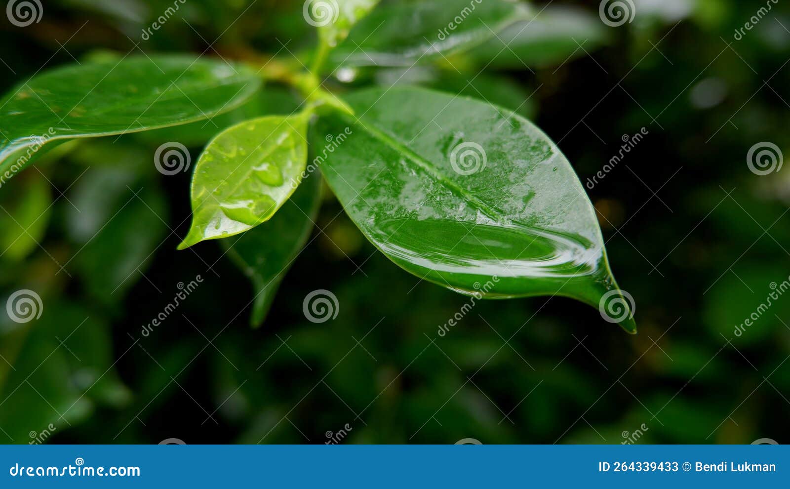 Puddles of Raindrops on the Tips of Leaves Stock Image - Image of macro ...
