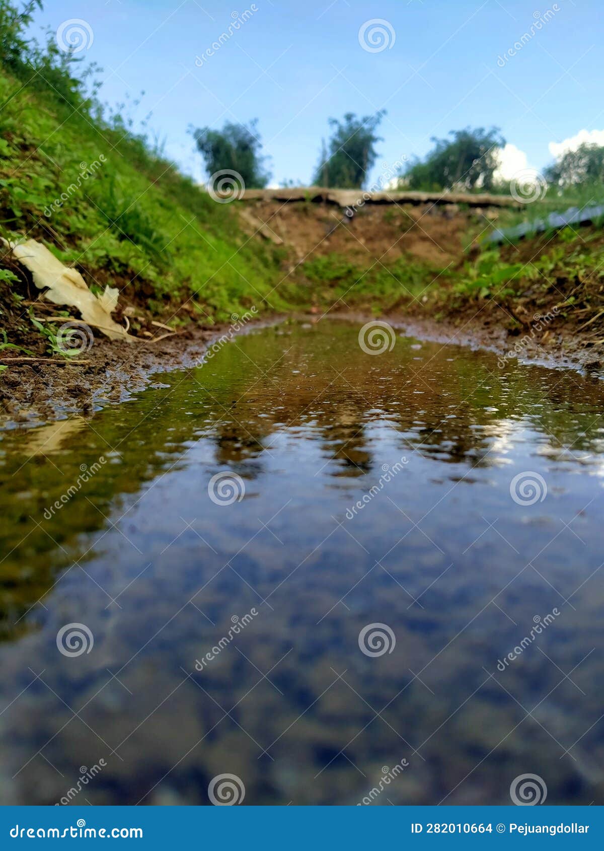 Puddles of Rainwater on the Edge of the Rice Fields Stock Photo - Image ...