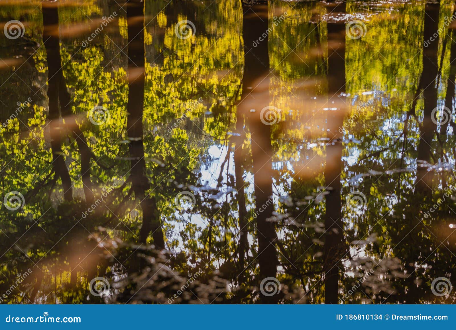 Puddles. Reflection of Trees in the Water. in the Park or in the Forest ...