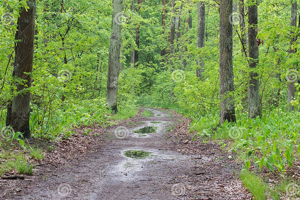 Puddles in spring forest stock image. Image of light - 148073339