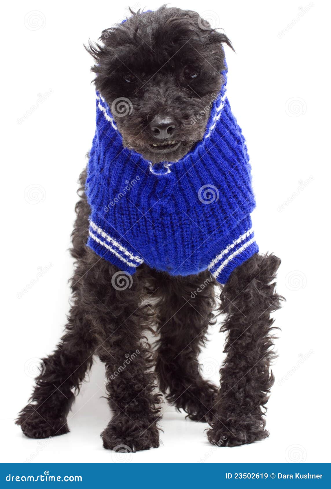 Pudel in Der Hellen Blauen Strickjacke Stockbild - Bild von getrennt ...