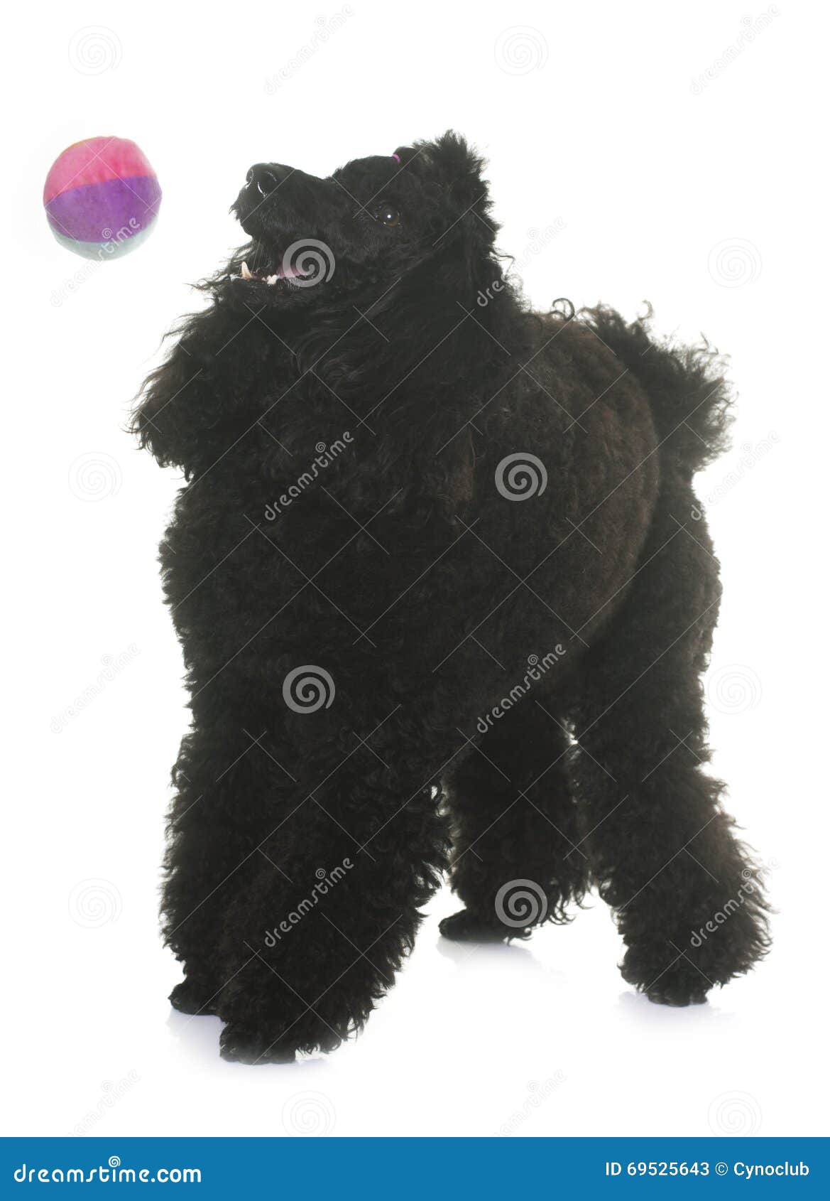 Pudel, Der Mit Einem Ball Spielt Stockbild - Bild von kugel, haar: 69525643