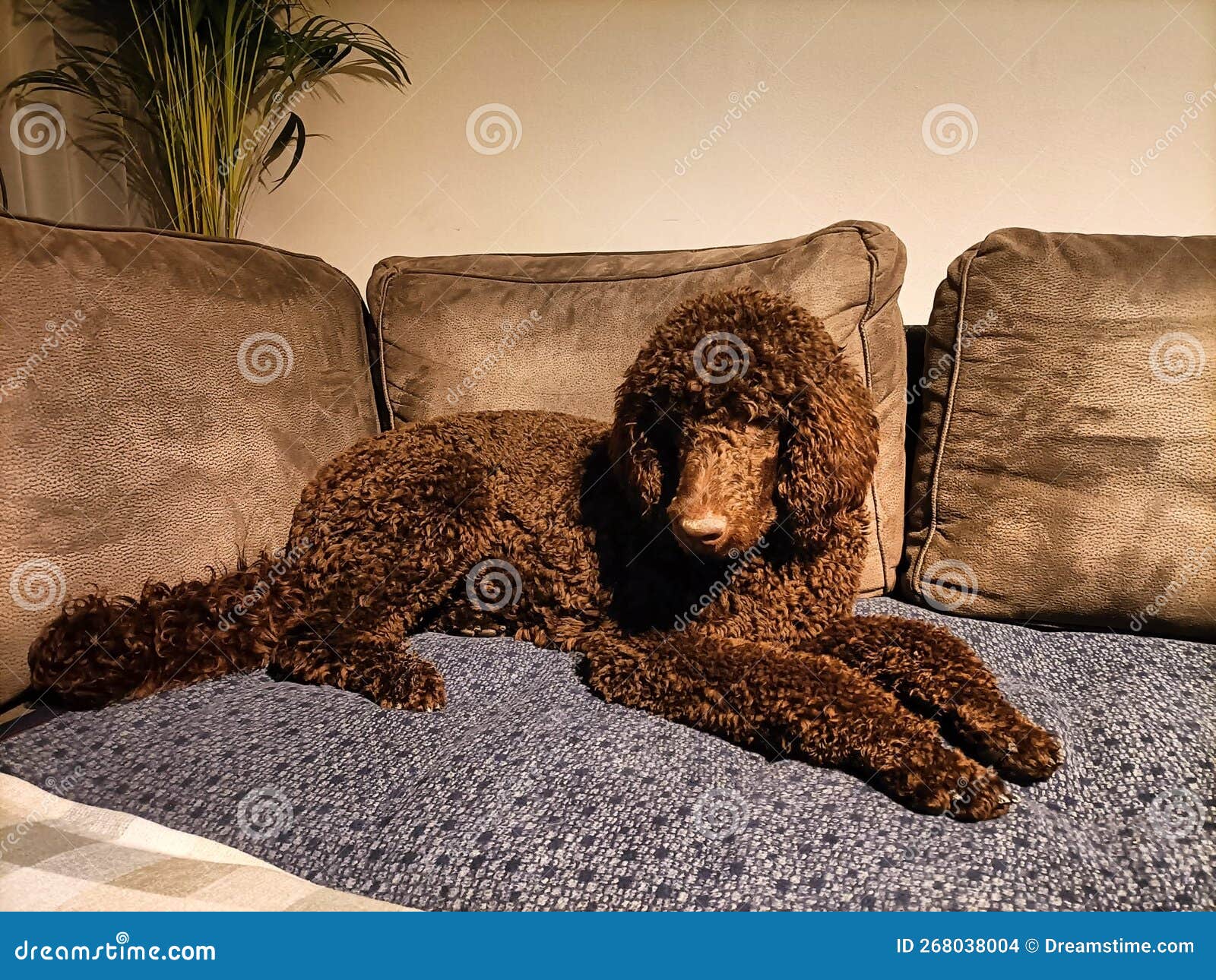 Pudel,dog, Animals,love Dog Stock Photo - Image of animalslove, animals ...