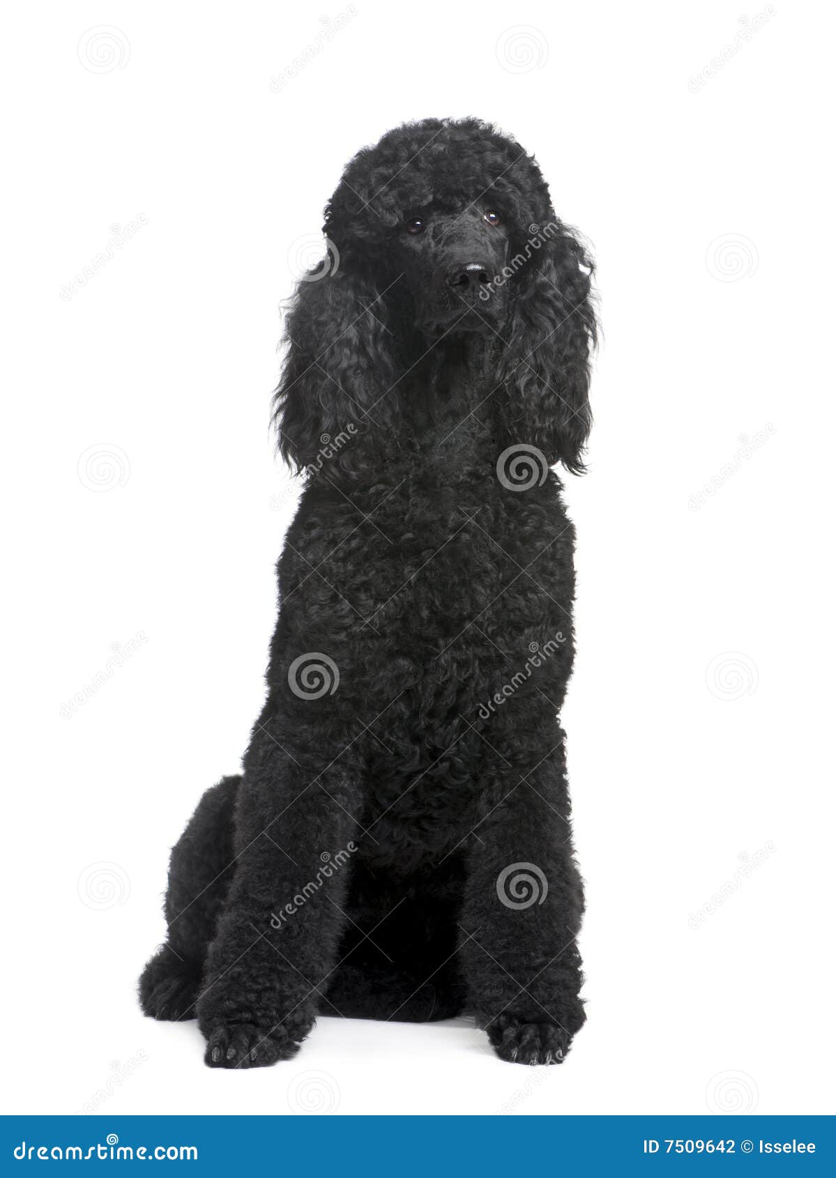 Pudel królewski zdjęcie stock. Obraz złożonej z dumny - 7509642