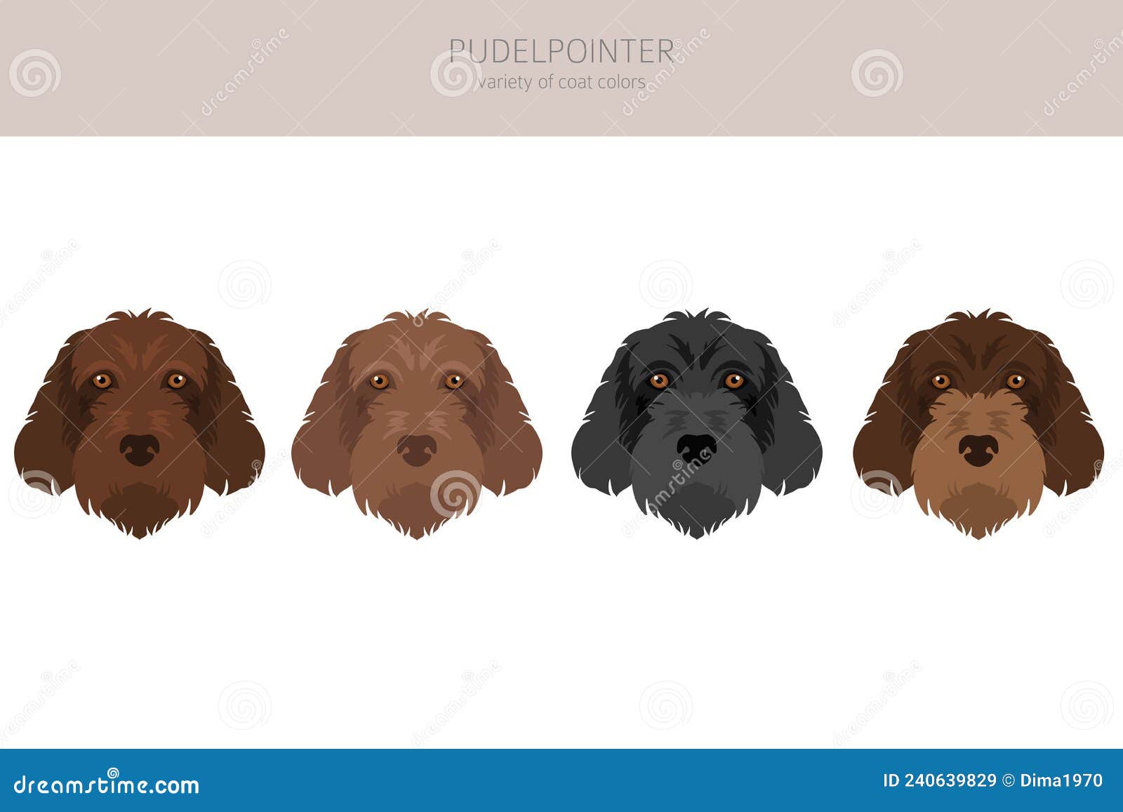 Pudelpointer Clipart. Different Poses, Coat Colors Set Stock Vector ...