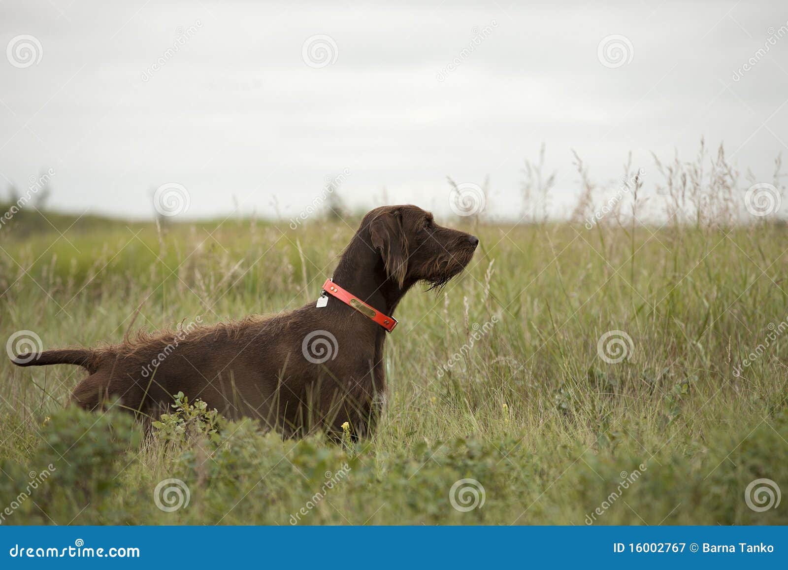 Pudelpointer Pointing in Field Stock Image - Image of breed, pedigree ...