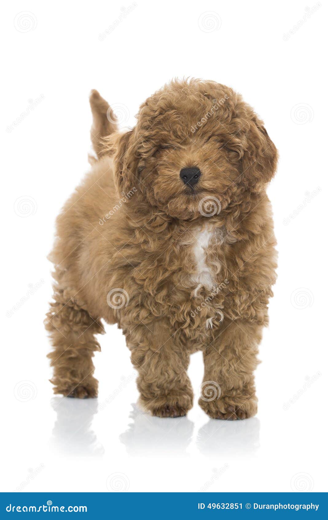 Pudelvalp fotografering för bildbyråer. Bild av pudel - 49632851