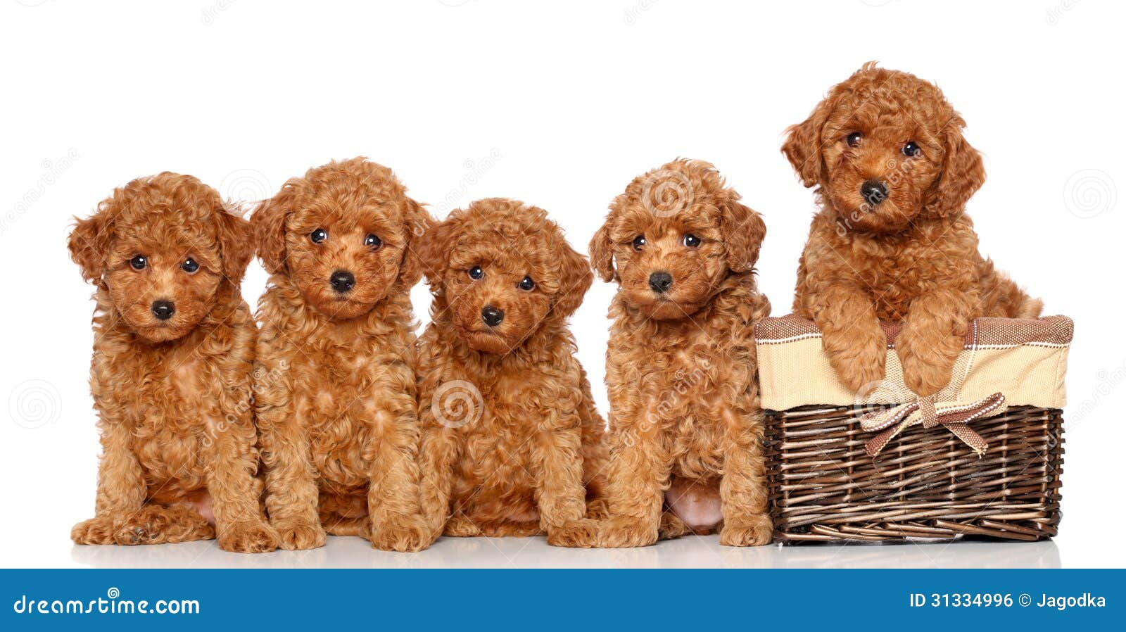 Pudelvalpar med korgen arkivfoto. Bild av vän, studio - 31334996