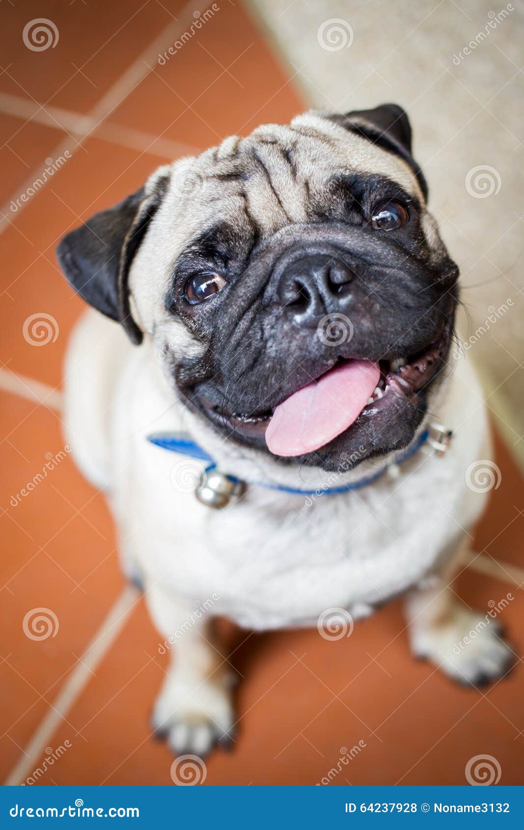 Pudge foto de archivo. Imagen de doméstico, poco, blanco - 64237928