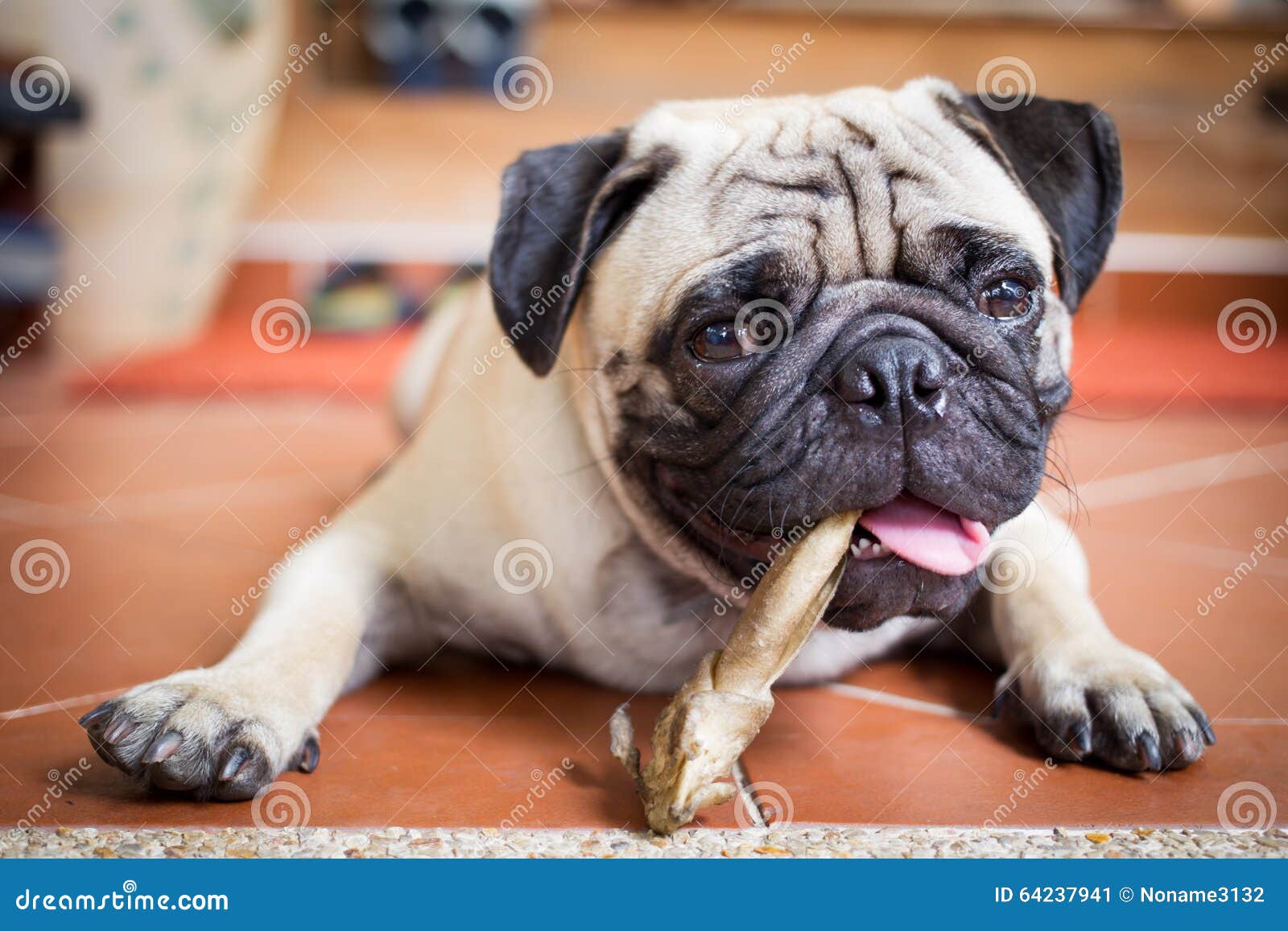 Pudge imagen de archivo. Imagen de divertido, animal - 64237941