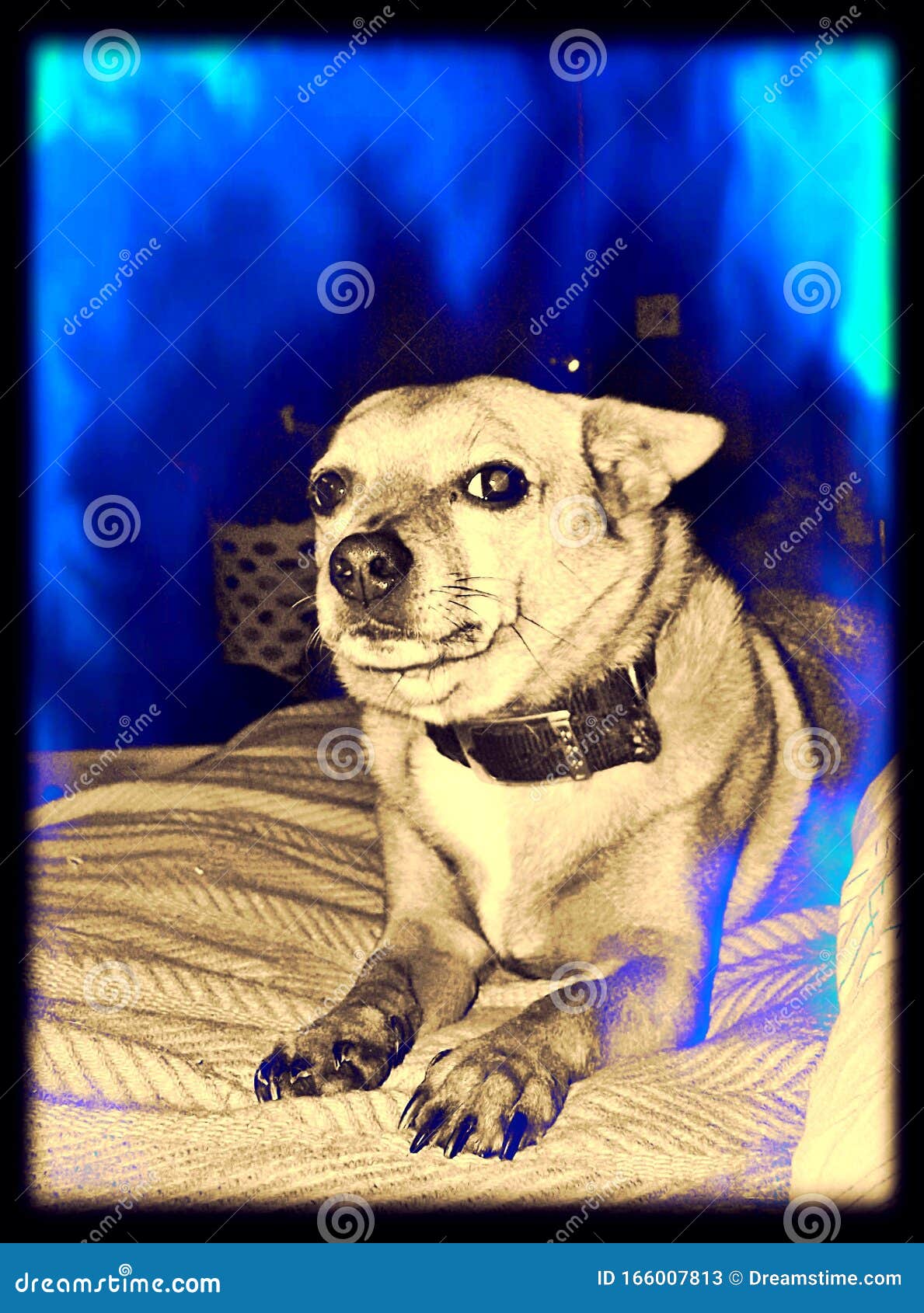 Pudge stock image. Image of animals, small, pudge - 166007813