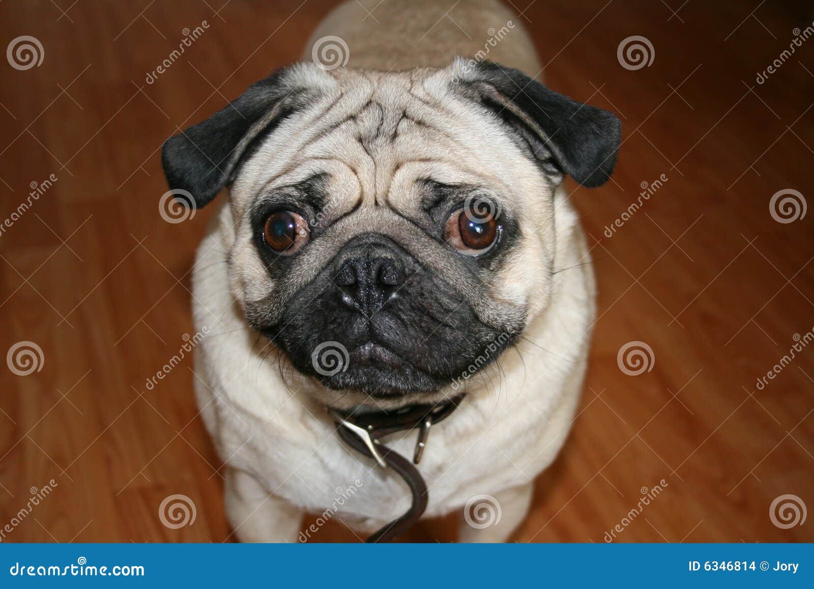 Pudgy Pug Picture. Image: 6346814