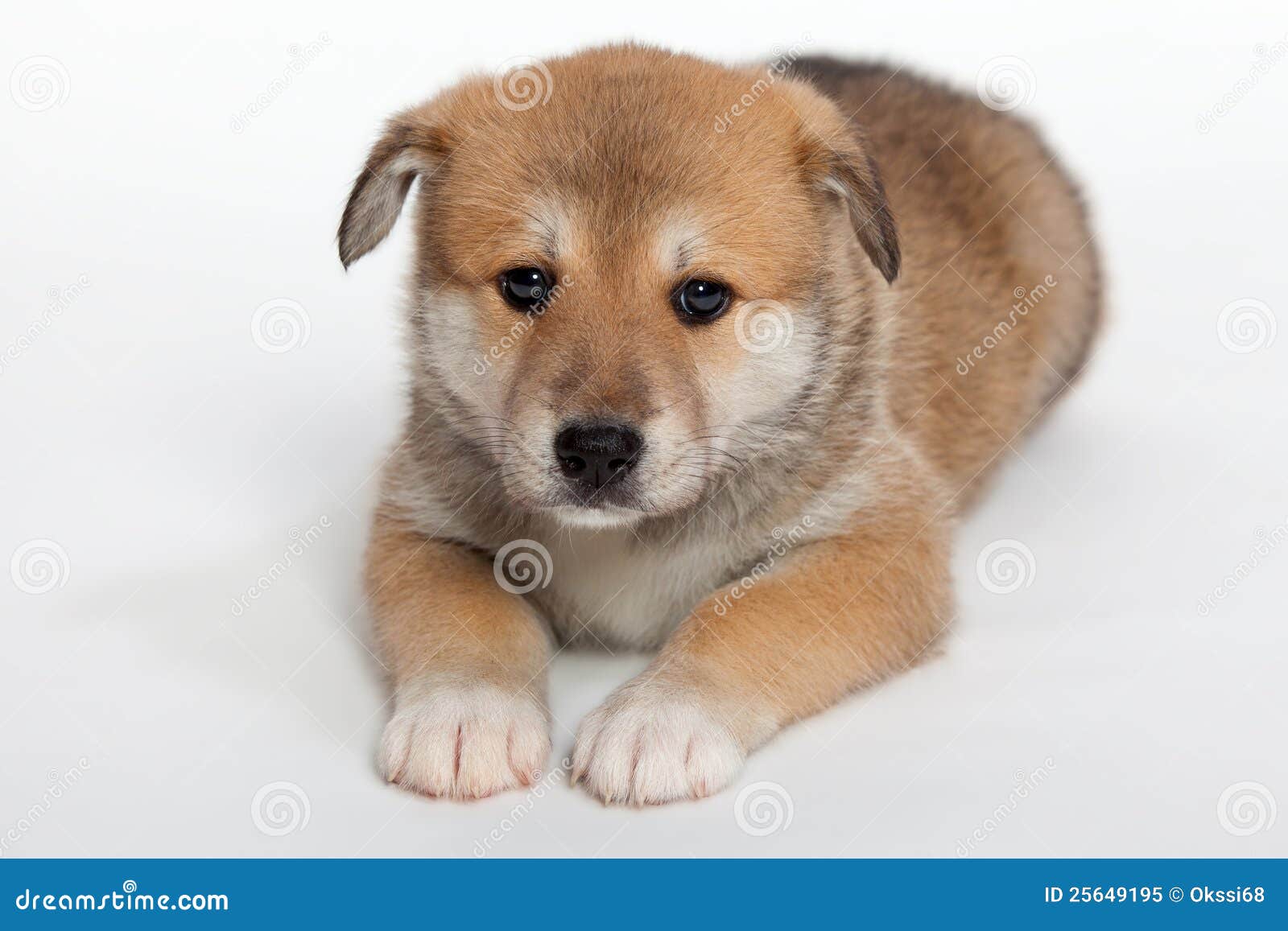 Pudgy puppy stock image. Image of cute, puppy, pudgy - 25649195