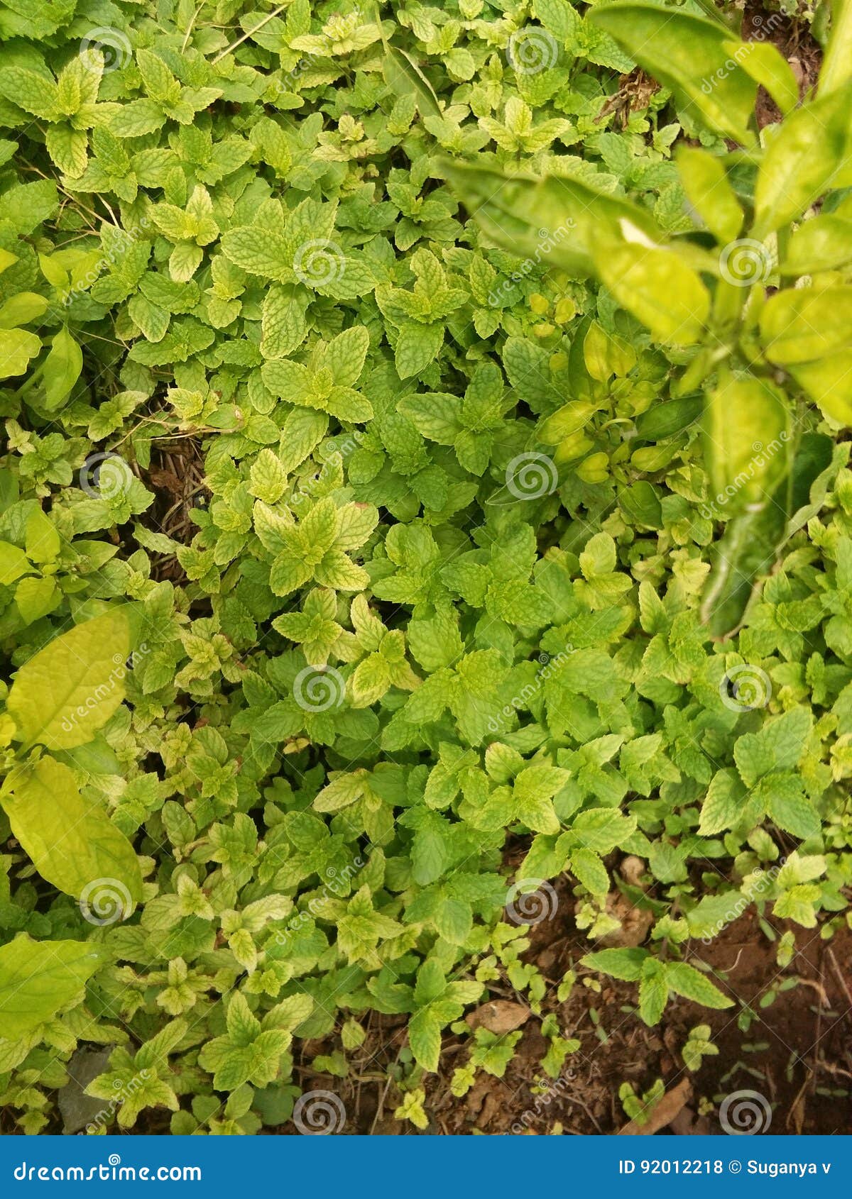 Pudina leaf stock photo. Image of wallpaper, background - 92012218