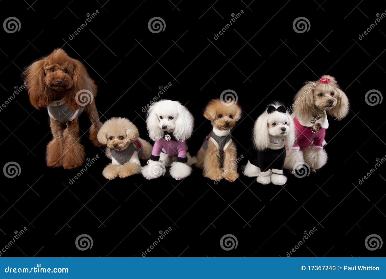 Pudli wszystkie rodzaje zdjęcie stock. Obraz złożonej z pudel - 17367240
