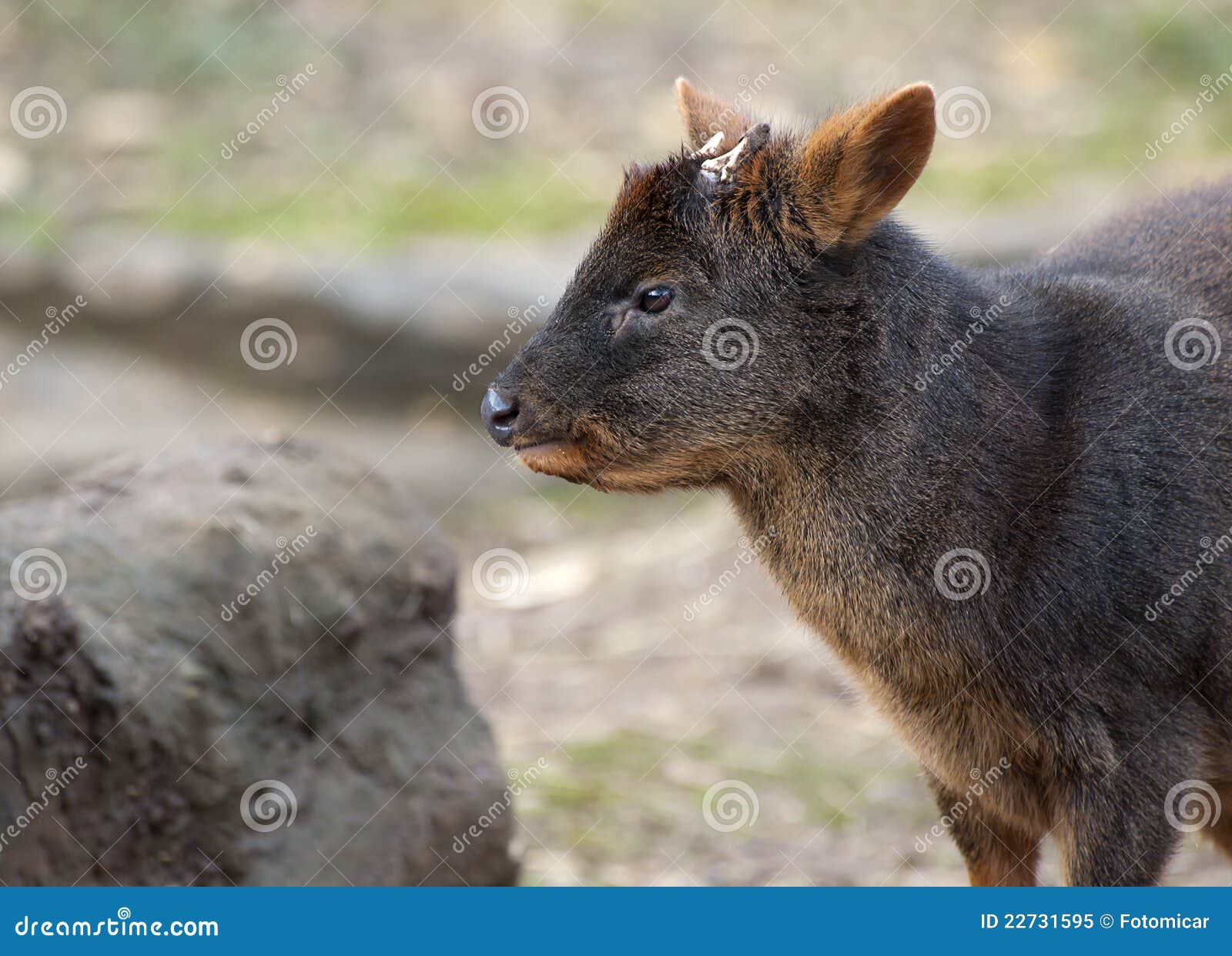 Pudu stock image. Image of ears, spiked, deer, dewclaws - 22731595
