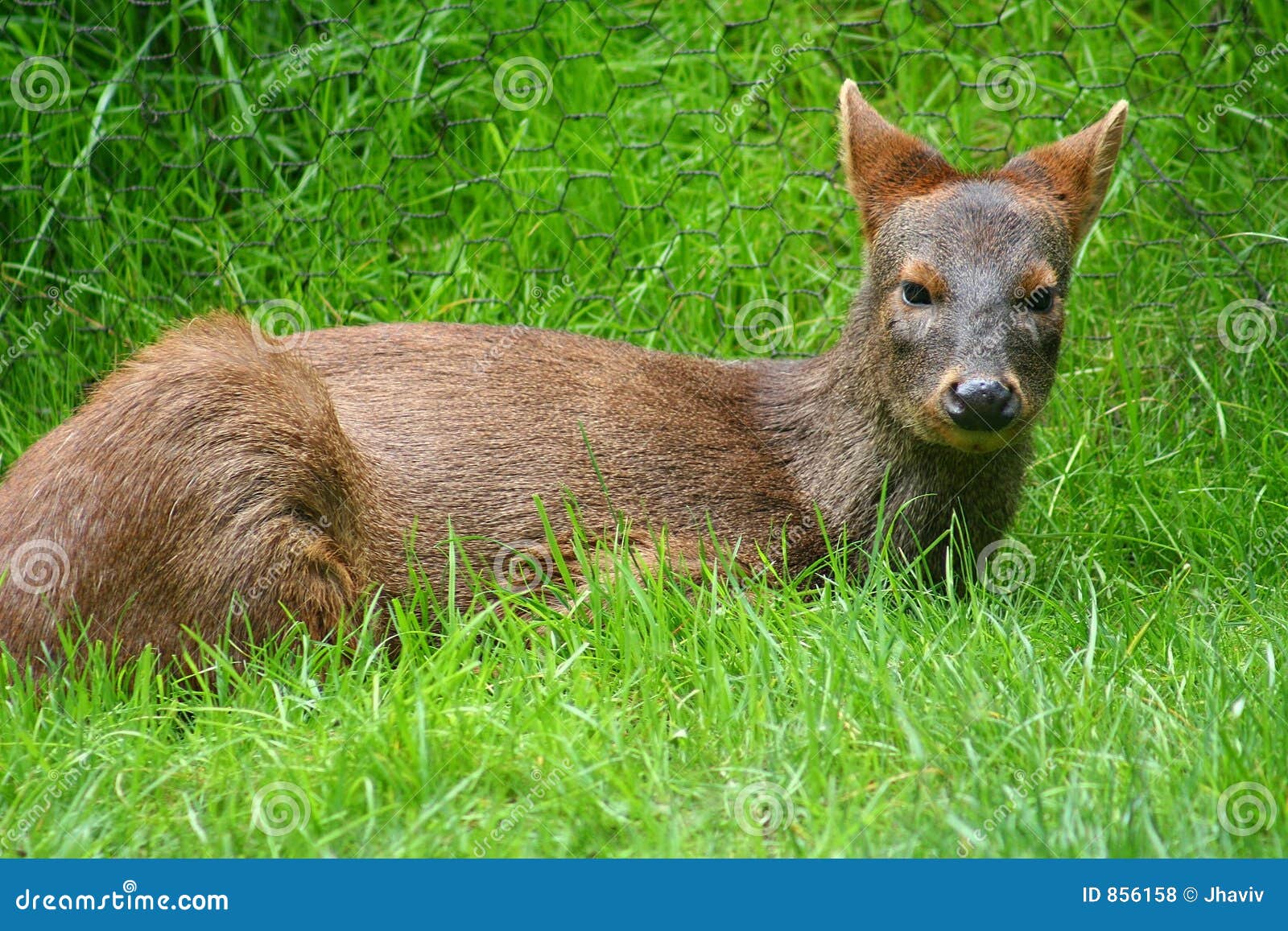 Pudu, A Small South American Deer On The Grass Stock Photo ...