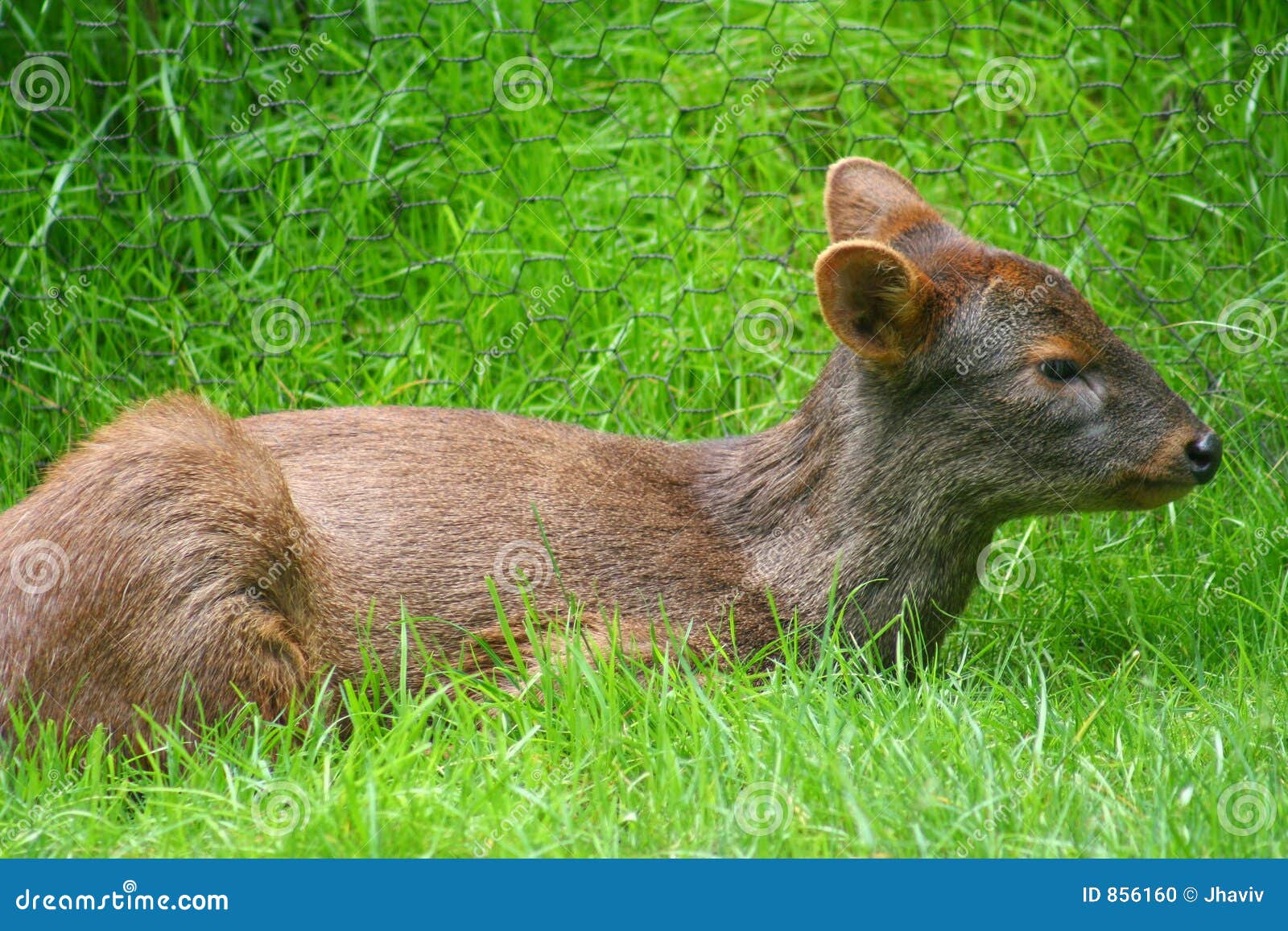 Baby Pudu Deer