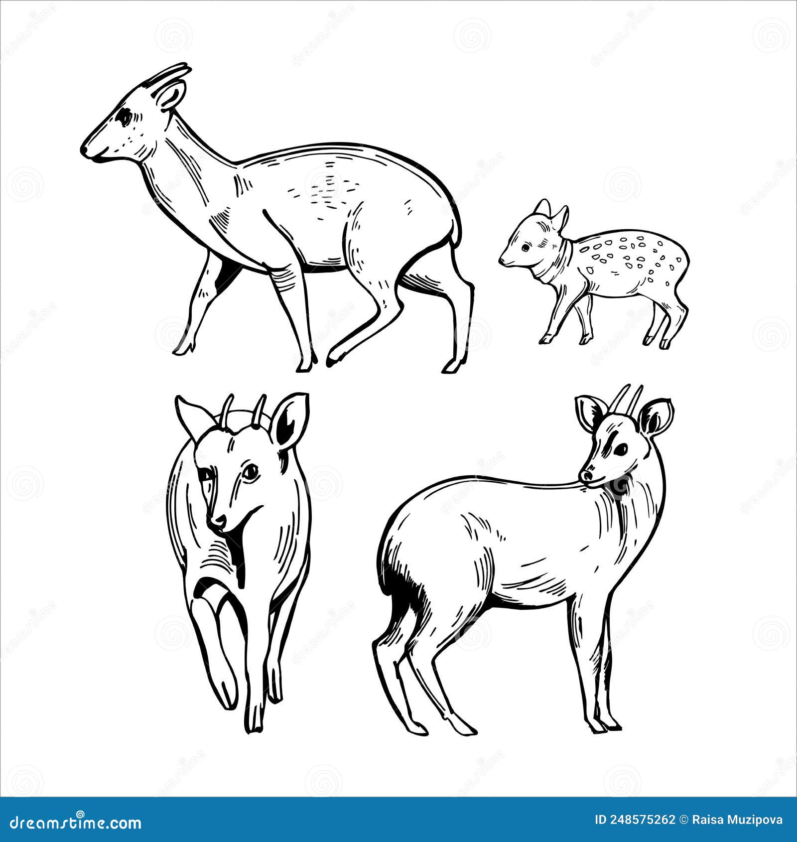 Pudu Cartoons, Illustrations & Vector Stock Images - 43 Pictures to ...