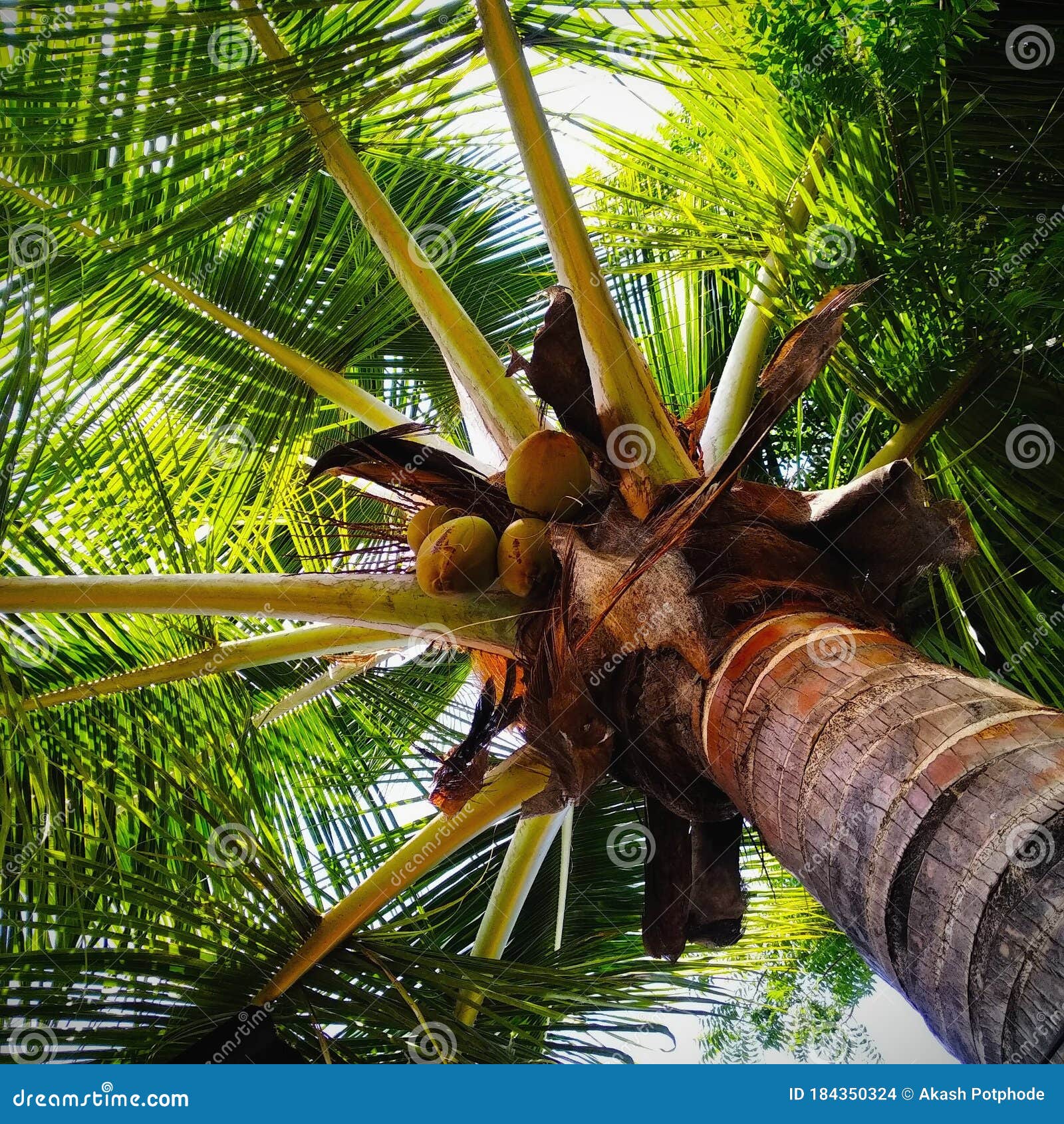 Pueblo Indio Bello Cocotero Con Coco Foto de archivo - Imagen de gente ...