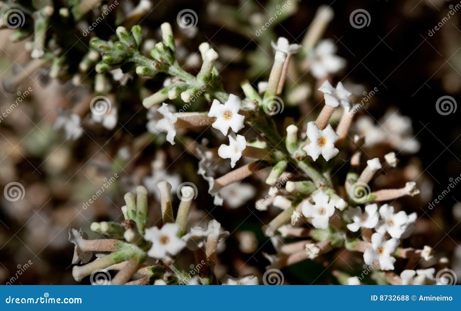 Pueraria mirifica stock photo. Image of garden, beautiful - 8732688