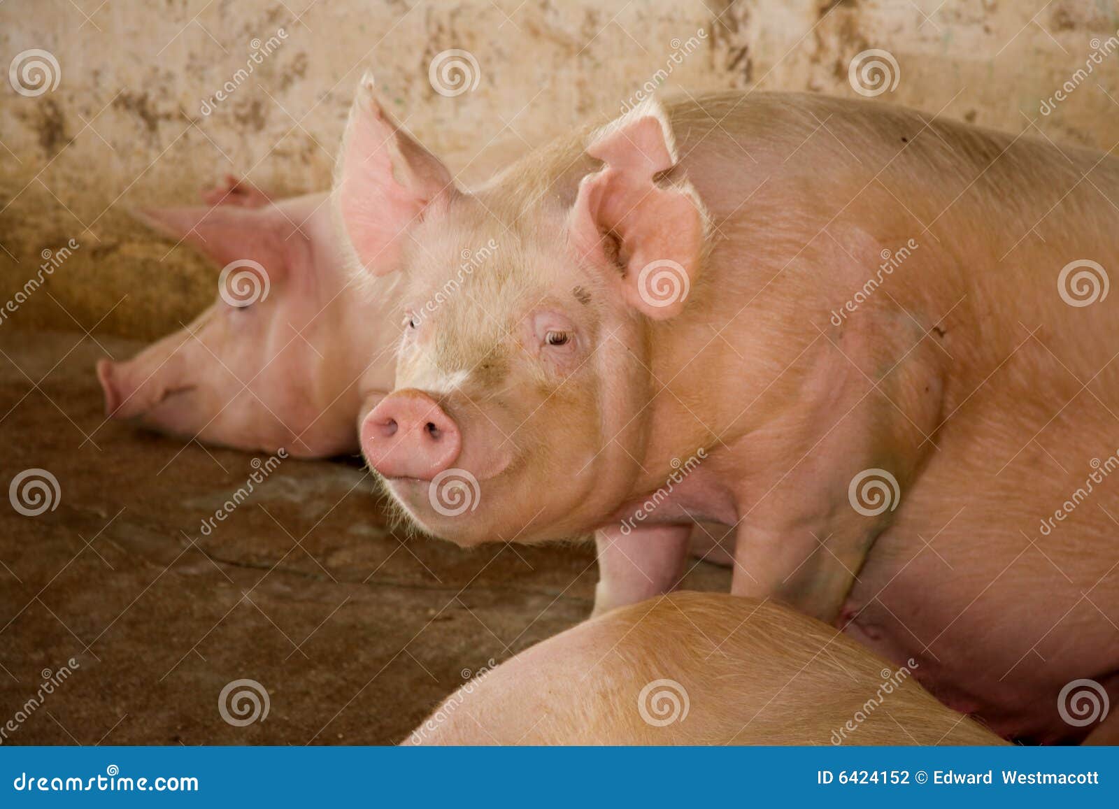 Puerca foto de archivo. Imagen de cerdos, aventura, desvanecer - 6424152