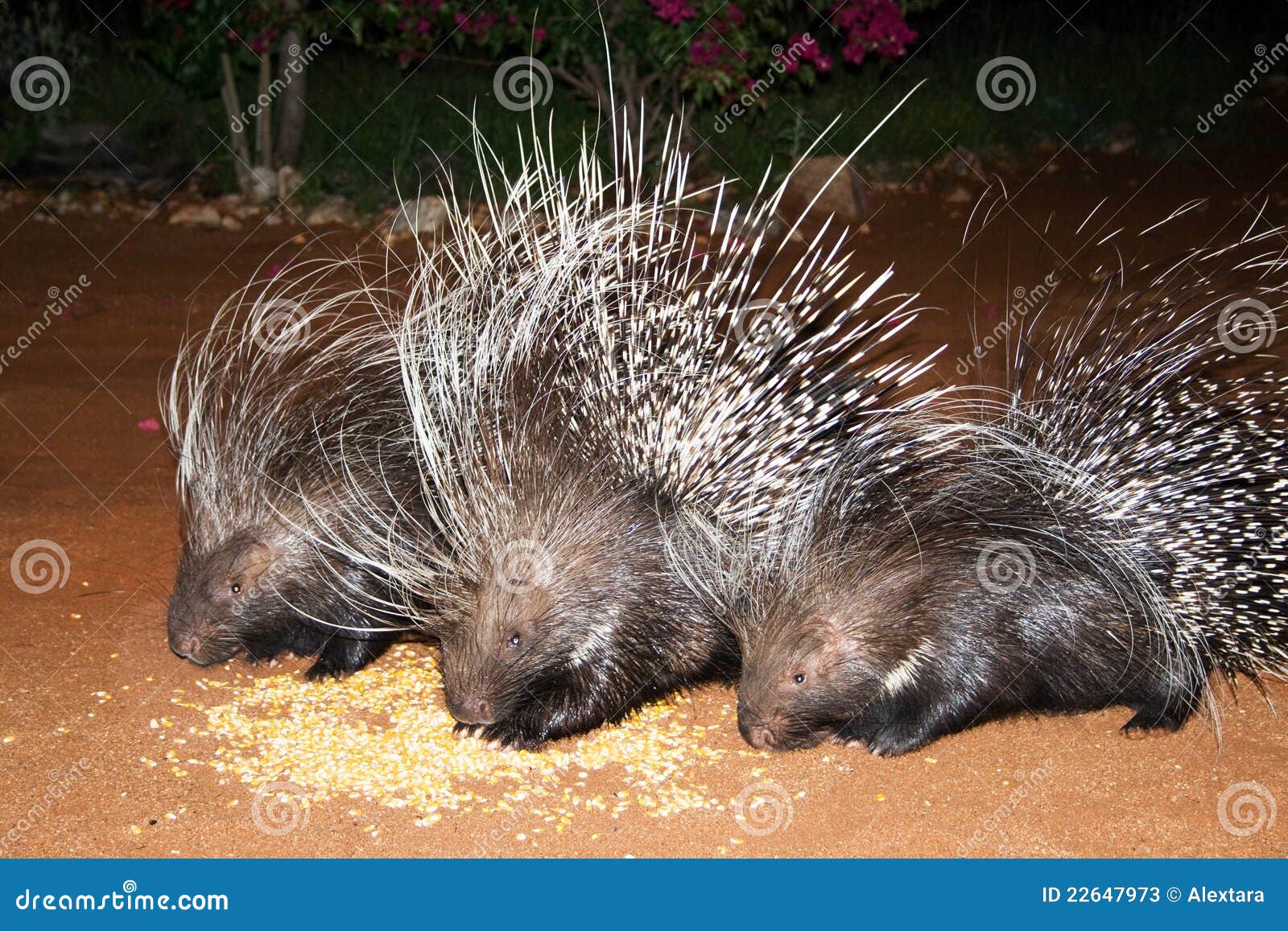 Puerco espín imagen de archivo. Imagen de puntos, negro - 22647973