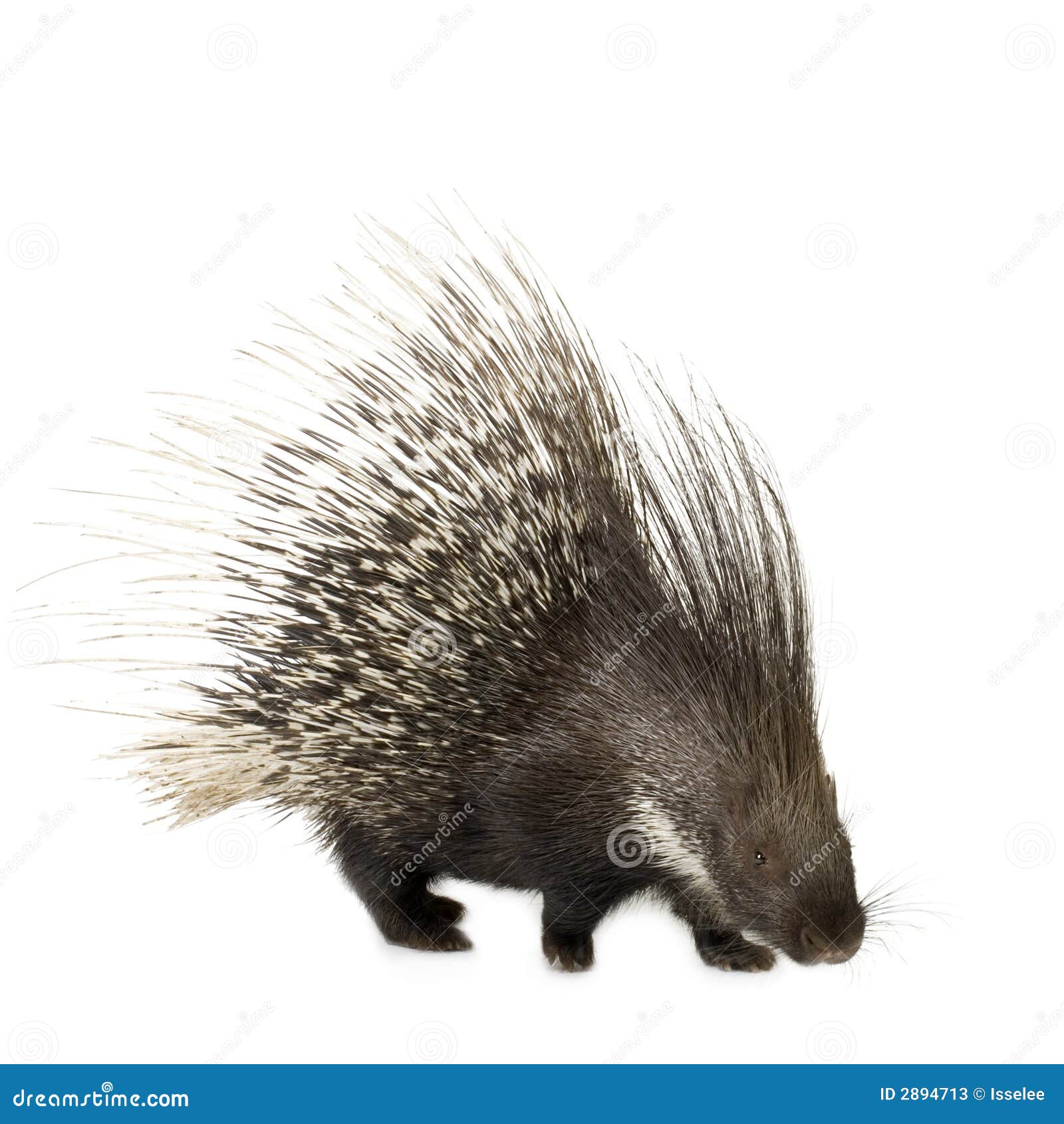 Puerco espín imagen de archivo. Imagen de aislado, roedor - 2894713