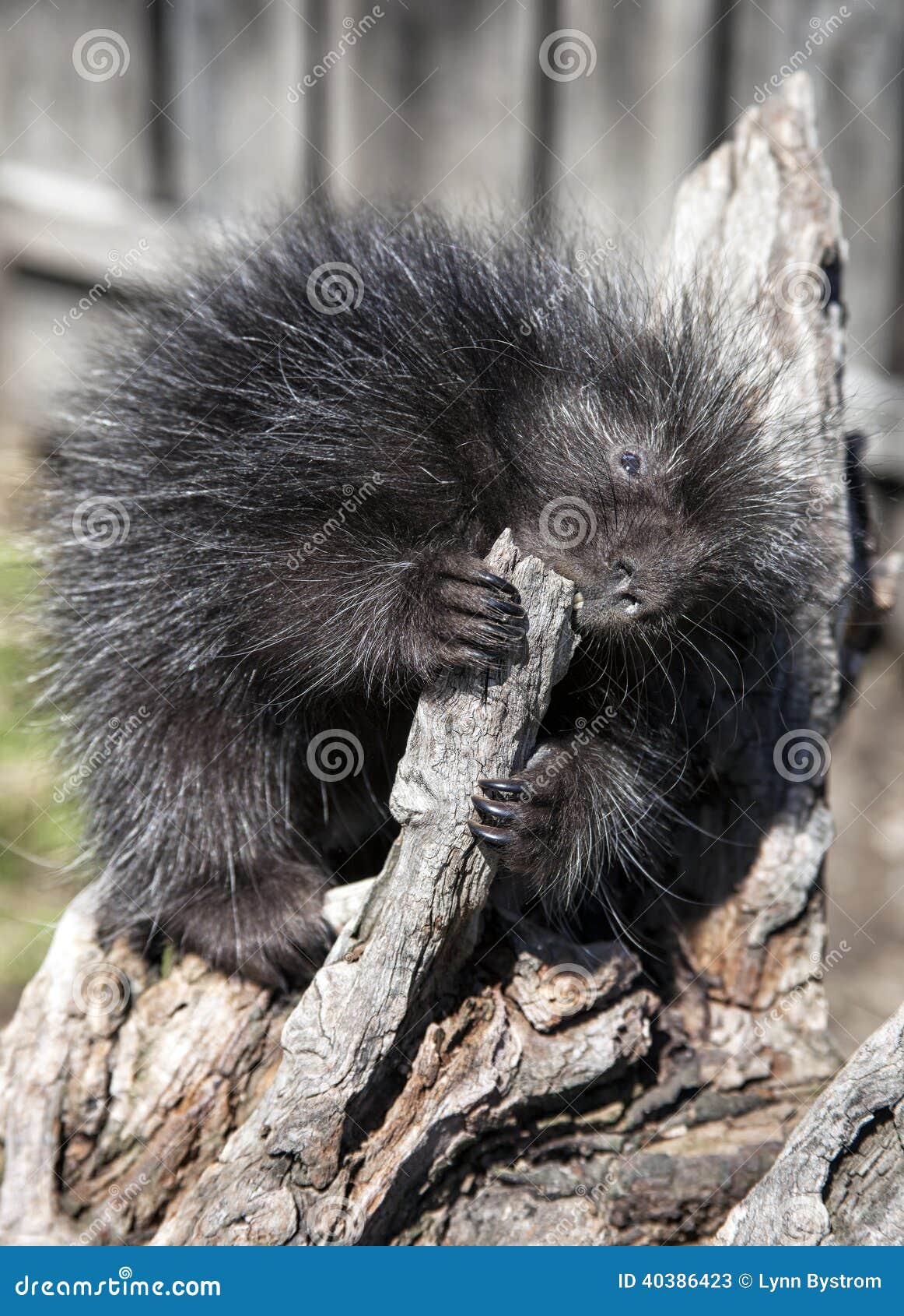 Puerco espín imagen de archivo. Imagen de pata, roedor - 40386423