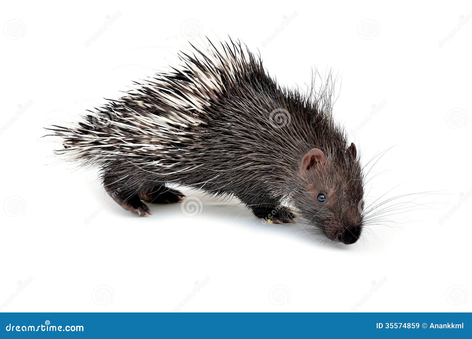 Puerco Espín Del Bebé Aislado Imagen de archivo - Imagen de salvaje ...