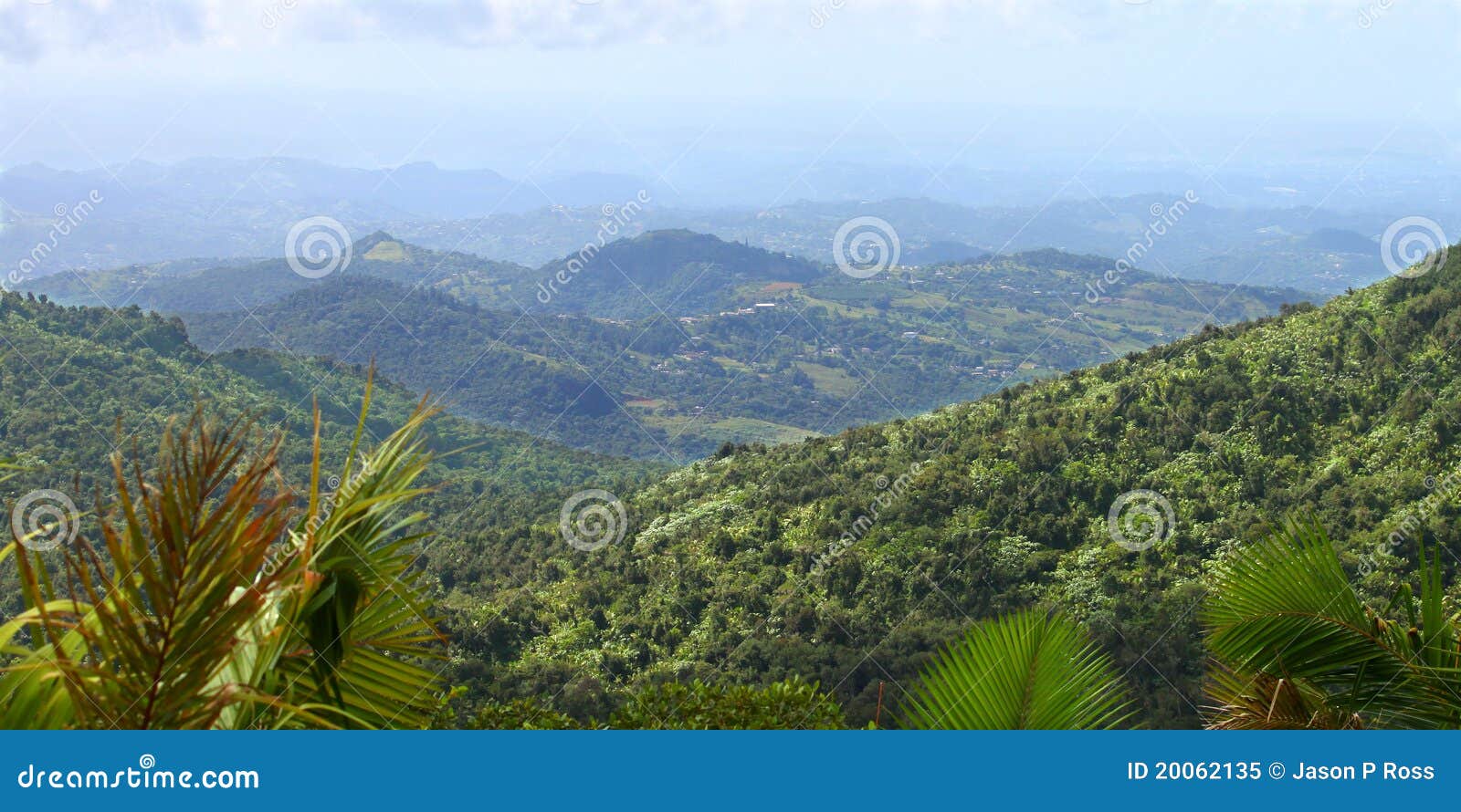 Puerto Rican Rainforest stock image. Image of height - 20062135