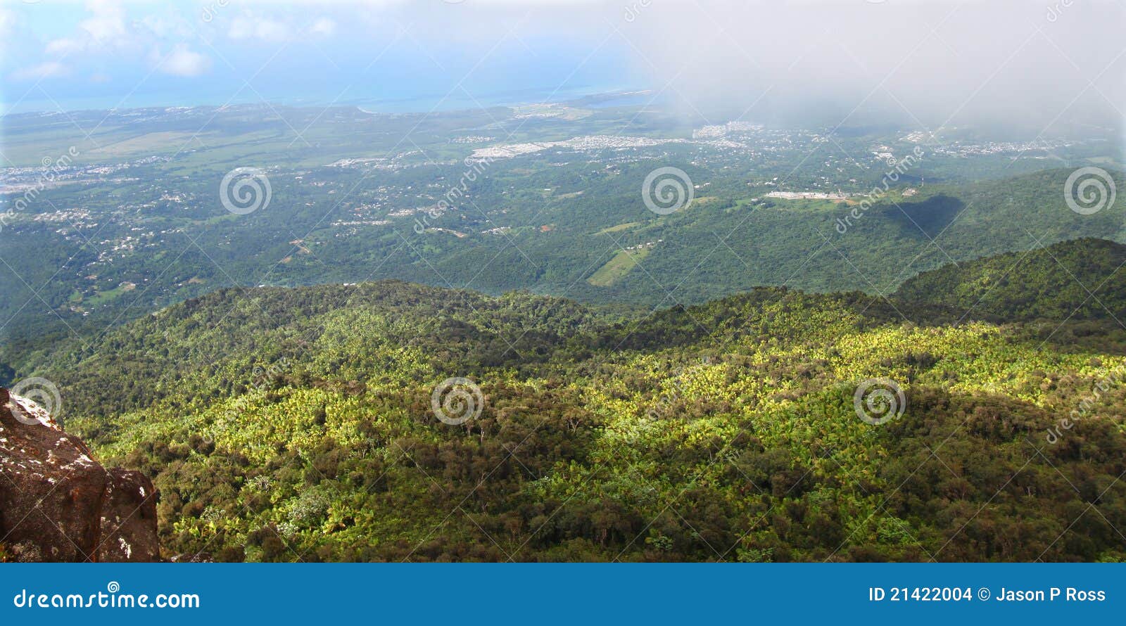 Puerto Rican Rainforest stock photo. Image of forest - 21422004