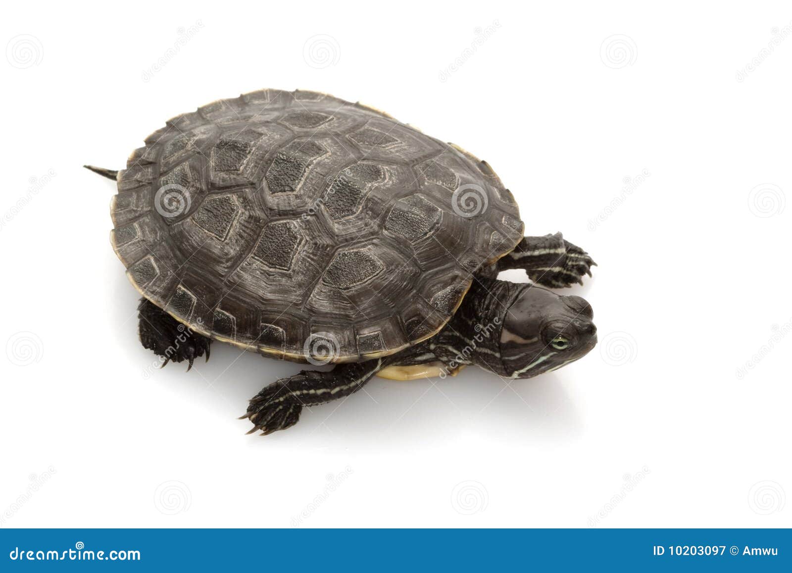 Puerto Rican Slider stock image. Image of isolated, colorful - 10203097