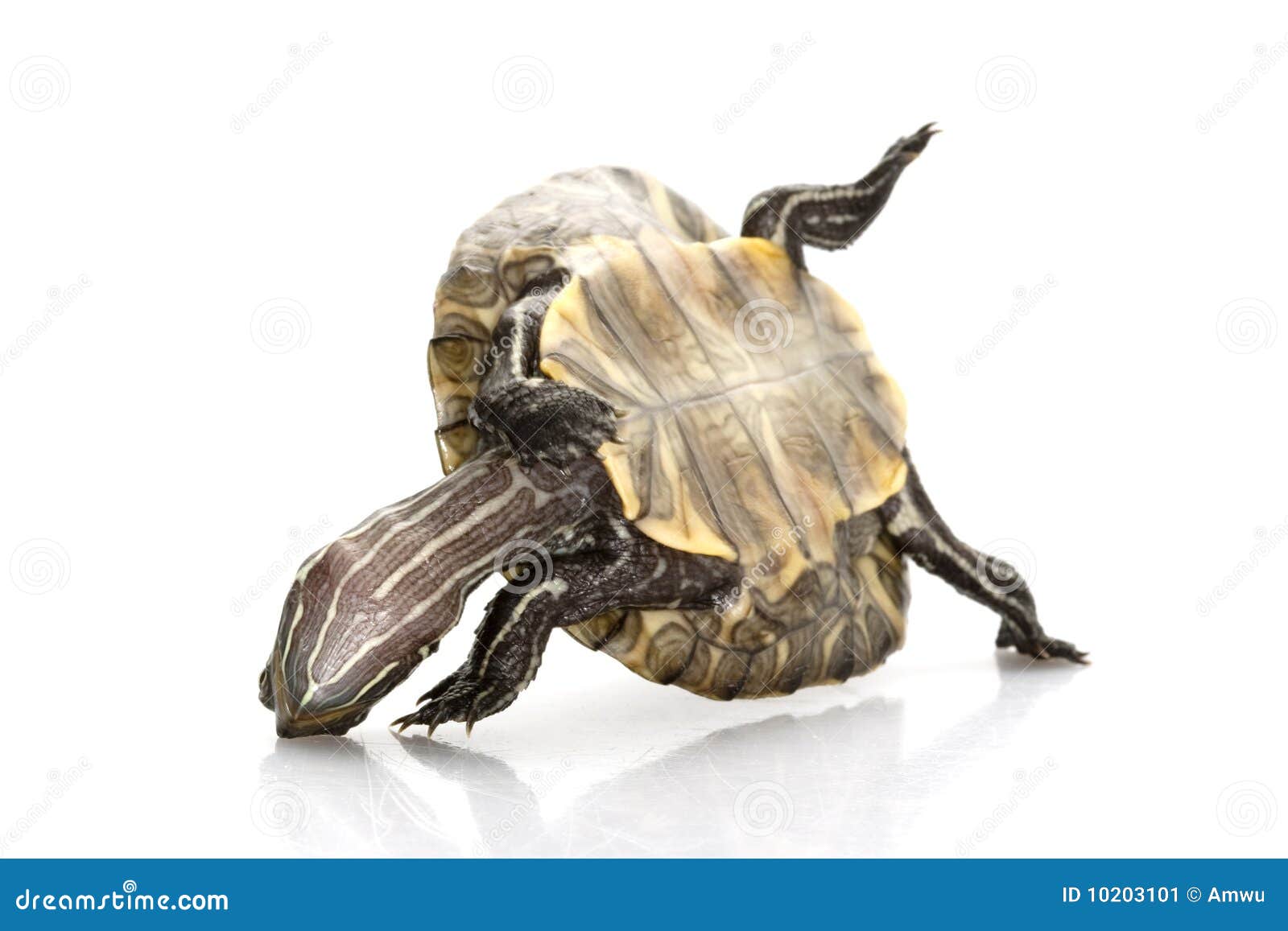 Puerto Rican Slider stock image. Image of background - 10203101