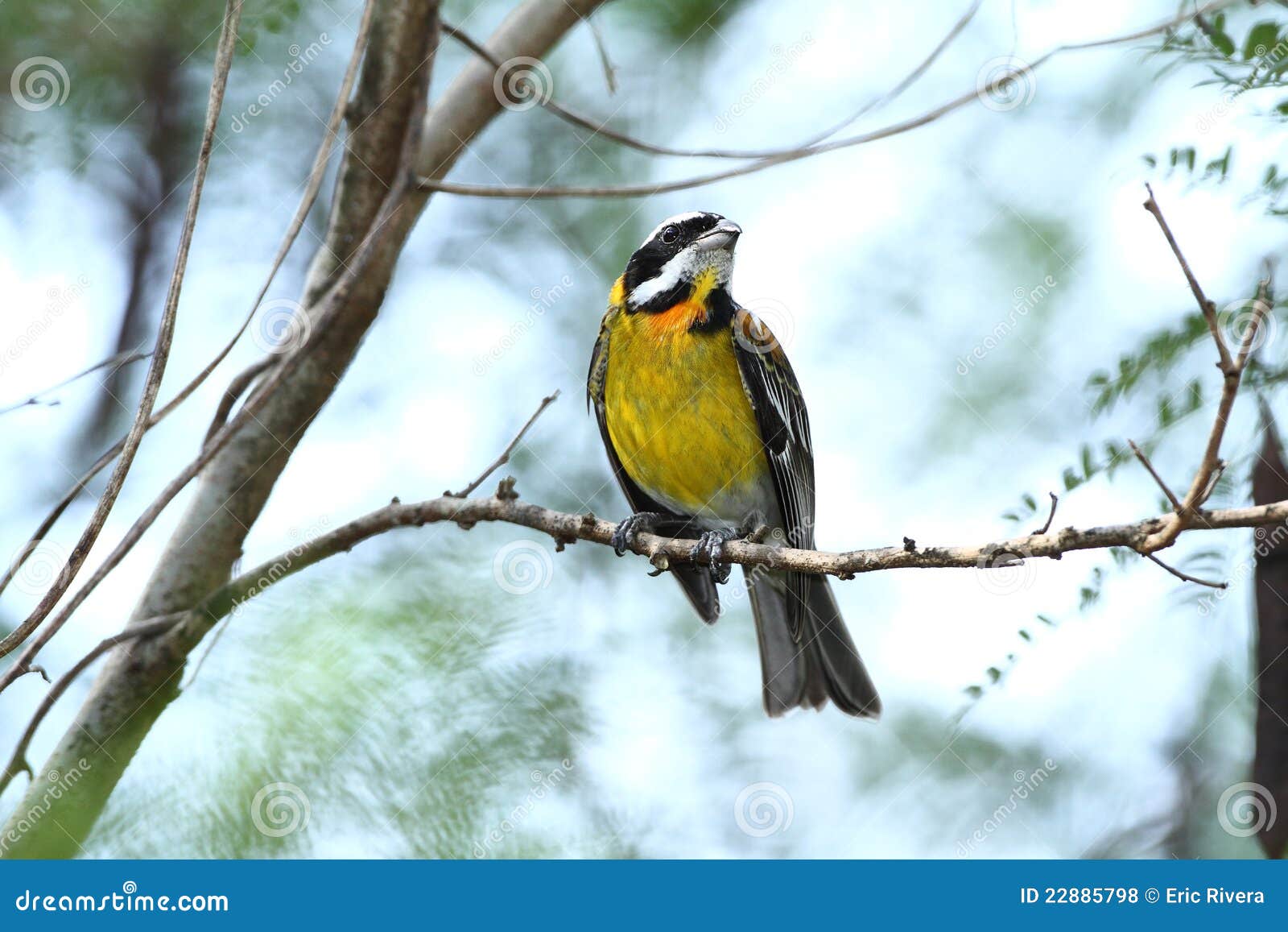 Puerto Rican Spindalis stock photo. Image of spindalis - 22885798