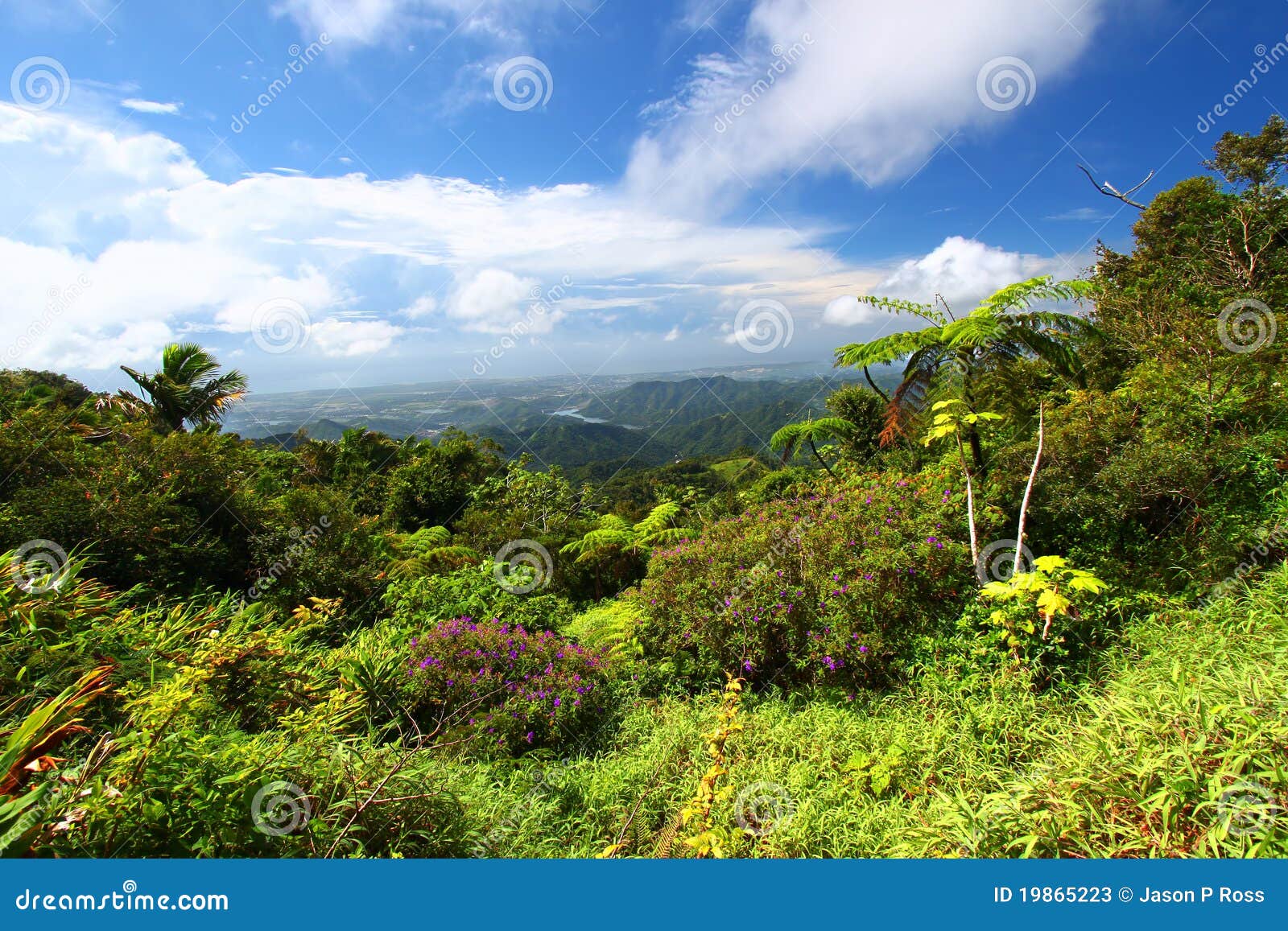 Puerto Rico Forest stock image. Image of cloud, rainforest - 19865223