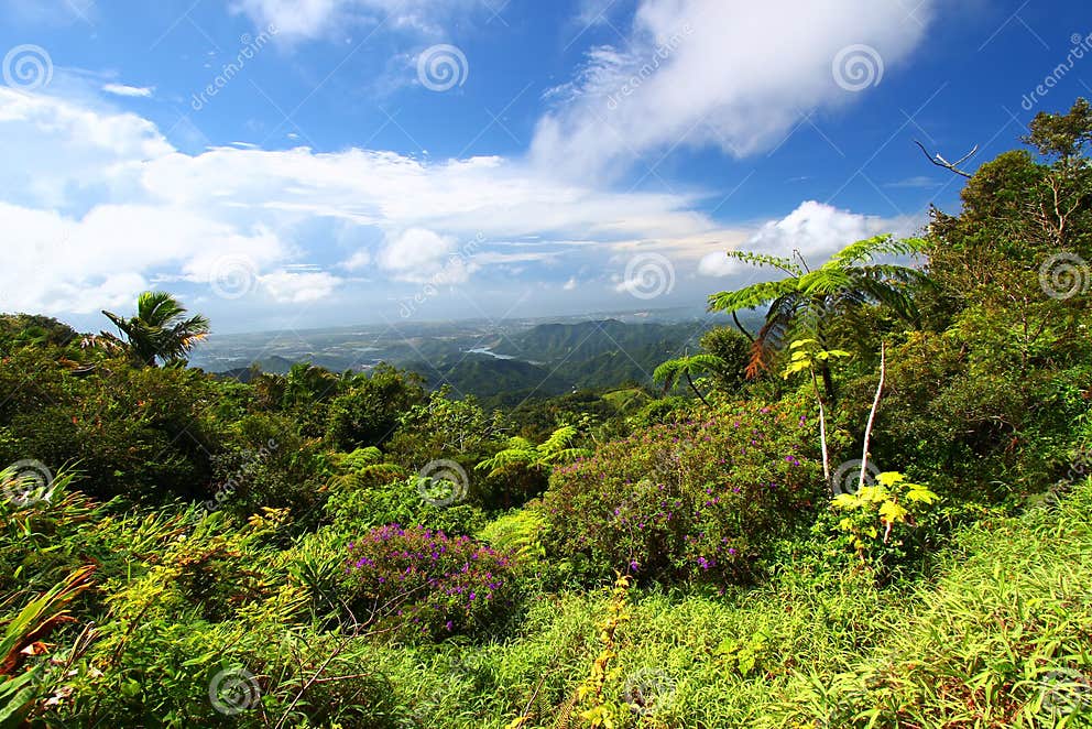 Puerto Rico Forest stock image. Image of cloud, rainforest - 19865223