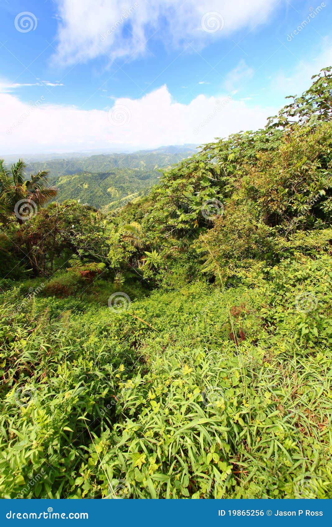 Puerto Rico Forest stock photo. Image of outdoors, biology - 19865256