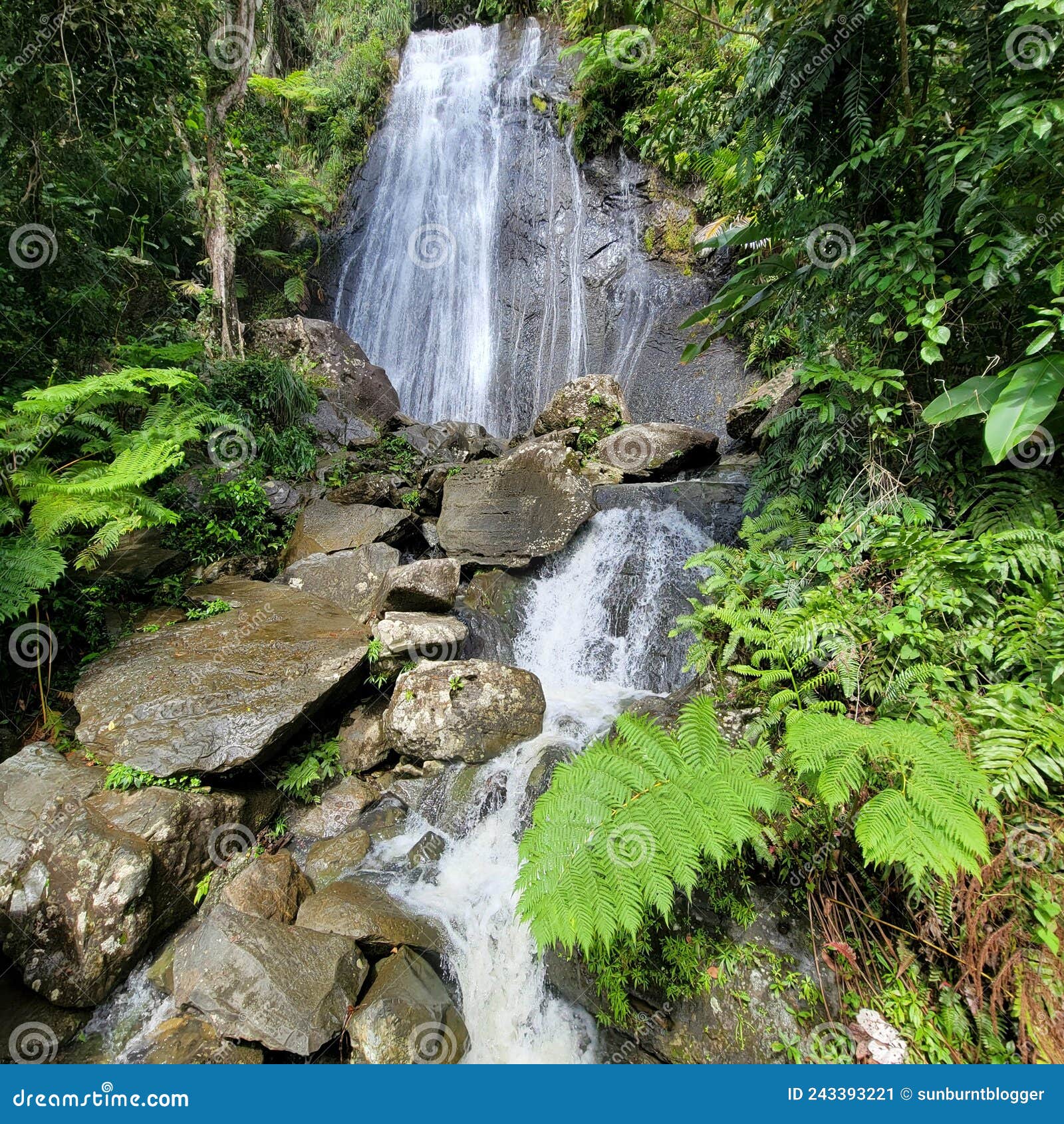 Puerto Rico Natural Rainforest Waterfall Stock Image - Image of rico ...