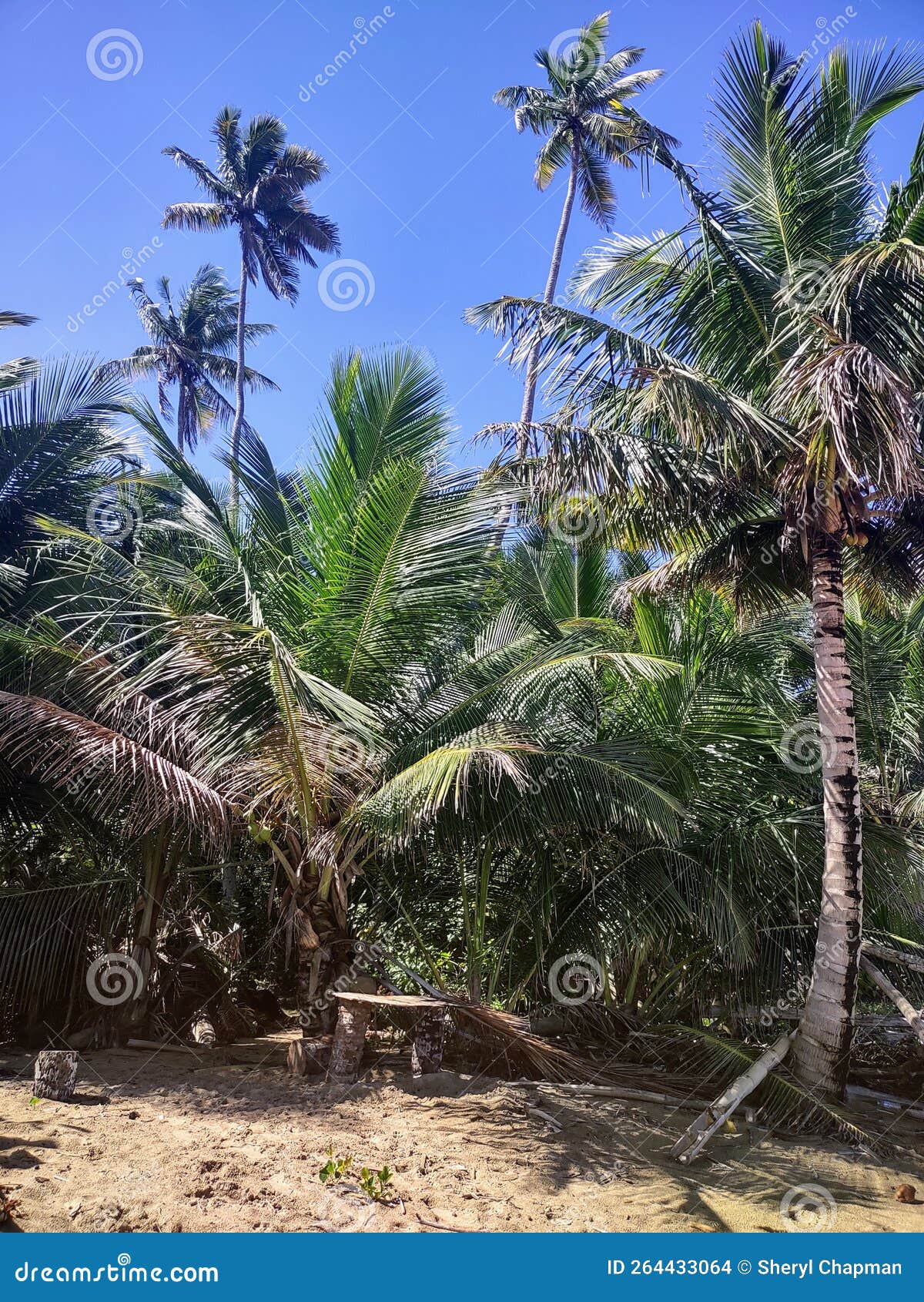 Playa Espinar Aguada Puerto Rico Jungle Stock Photo - Image of columbus ...