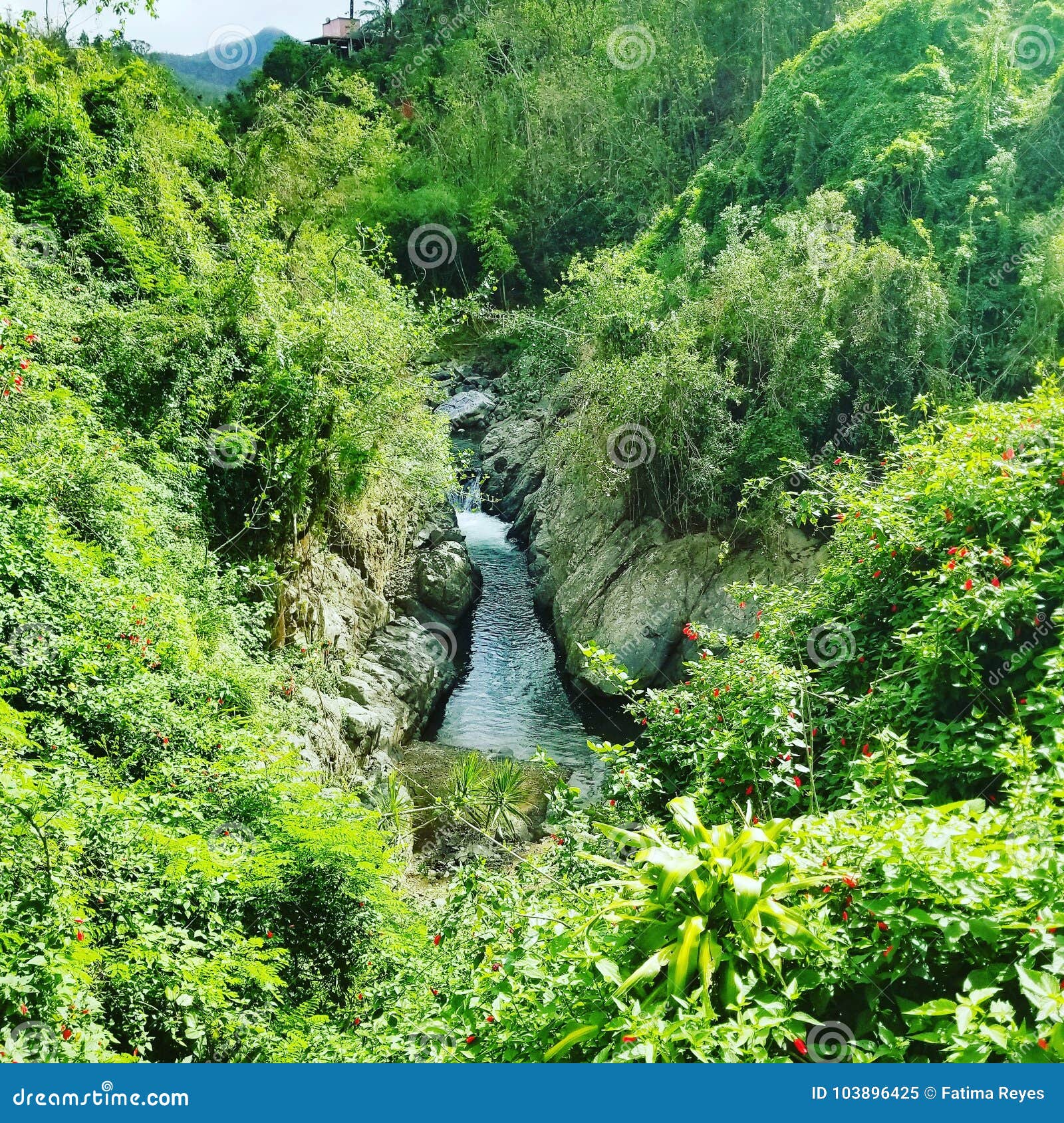 Puerto Rico Ponce River stock image. Image of rico, ponce - 103896425