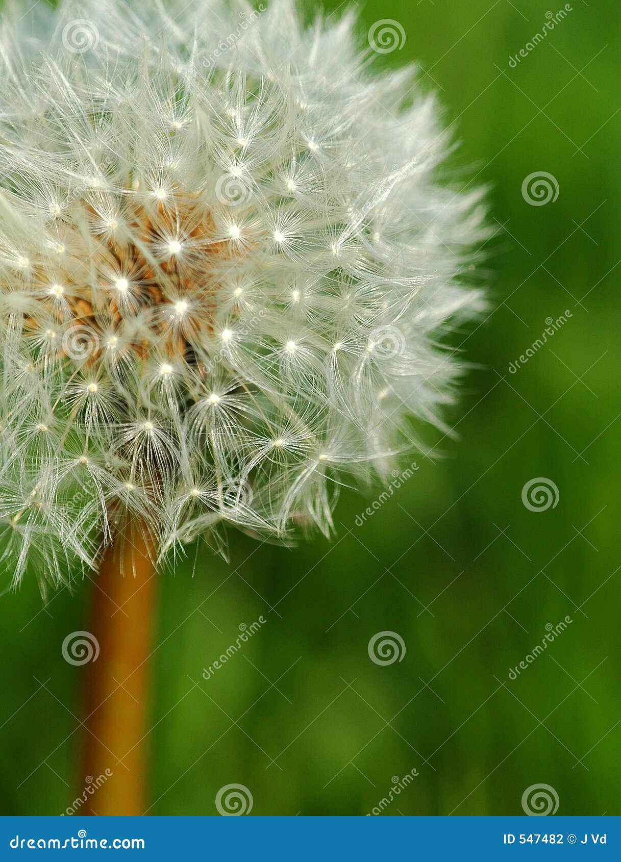Puff stock photo. Image of white, close, seeds, macro, field - 547482