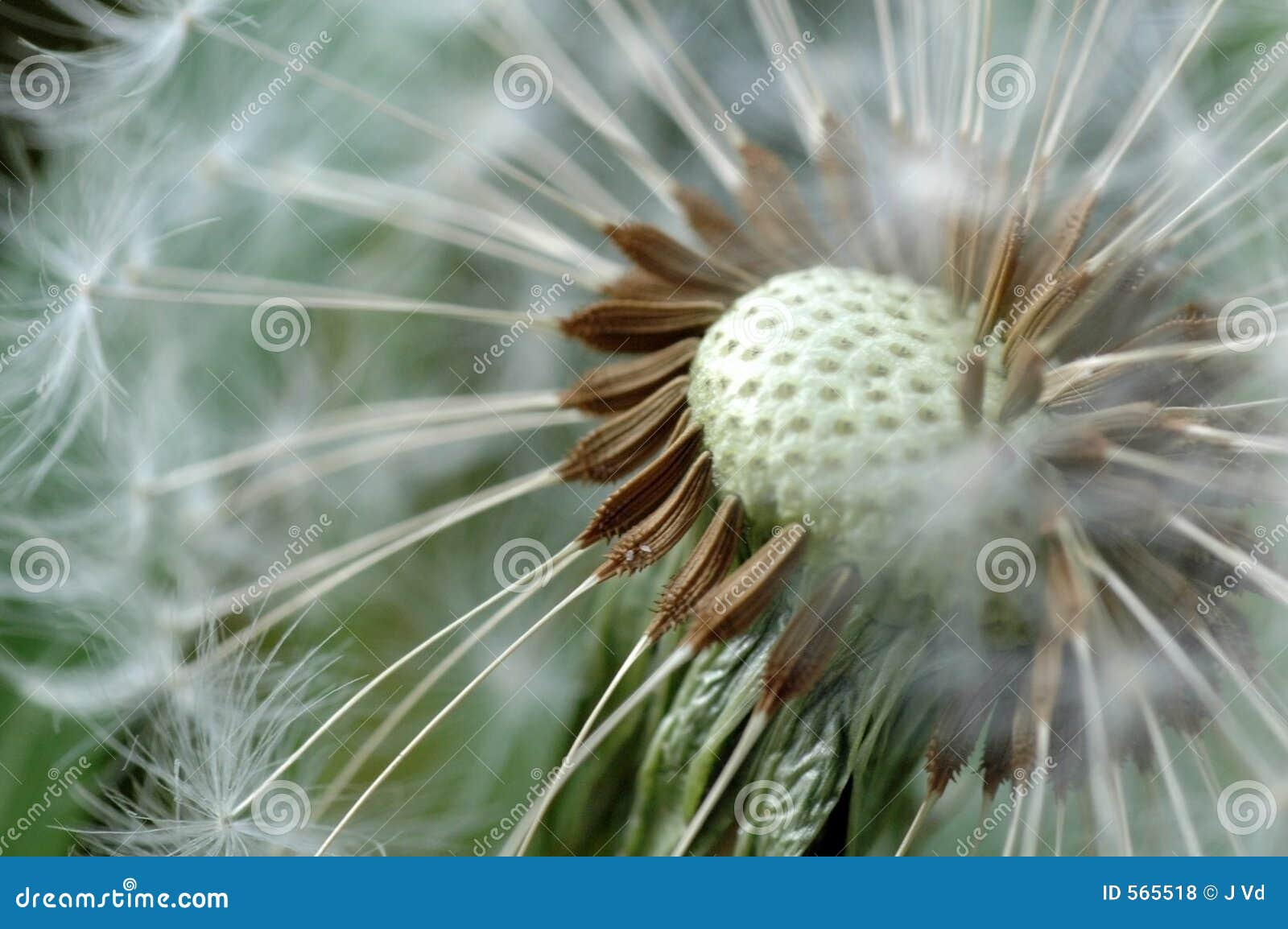 Puff stock photo. Image of close, detail, rural, weed, puff - 565518