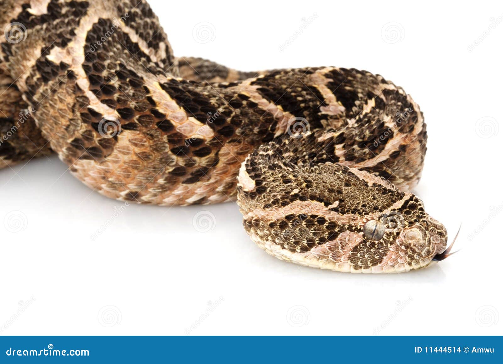 Puff Adder - Snake Background From Africa - Beautiful Stress And ...